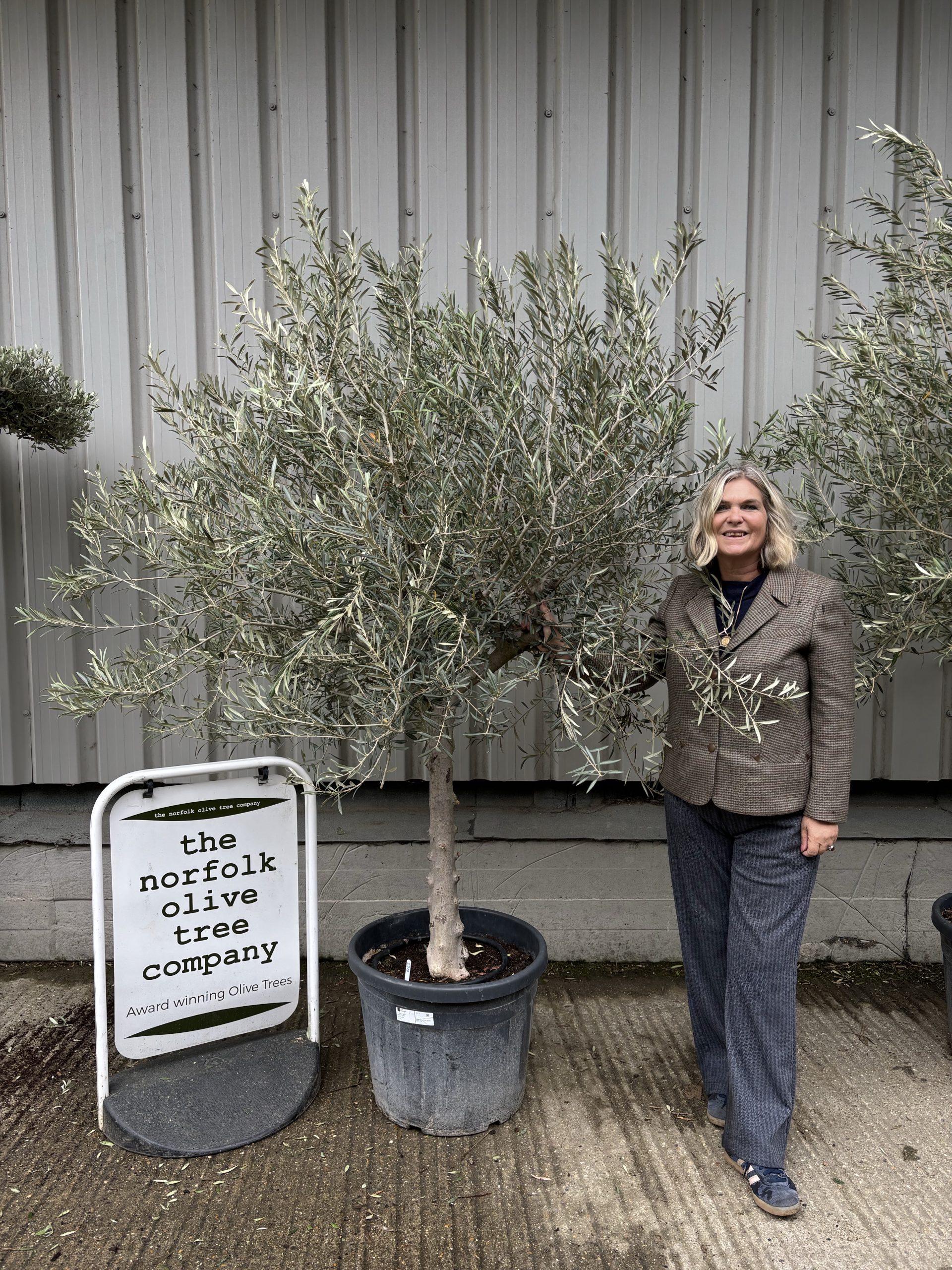 Bushy olive tree. Free delivery. - The Norfolk Olive Tree Company