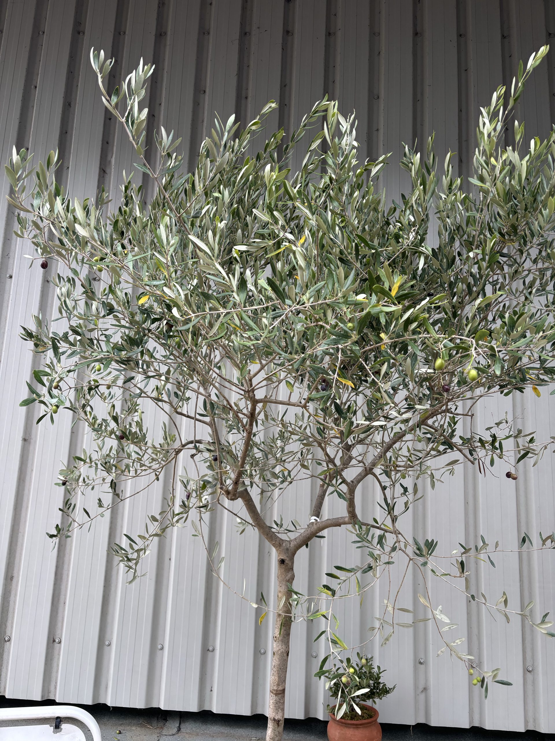 Open crown Olive Tree - free delivery - The Norfolk Olive Tree Company