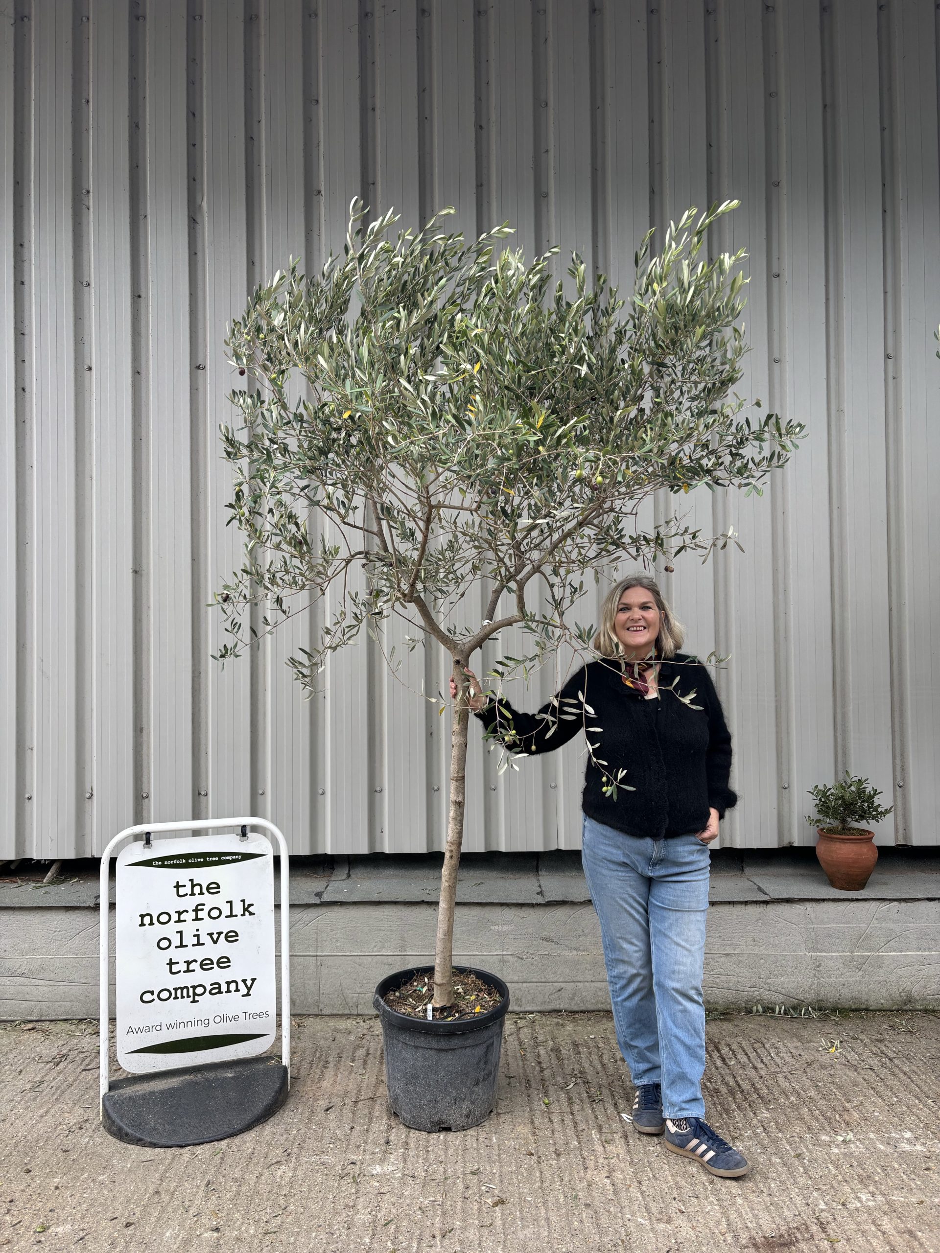 Open crown Olive Tree - free delivery - The Norfolk Olive Tree Company