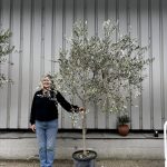 Recent arrivals - The Norfolk Olive Tree Company