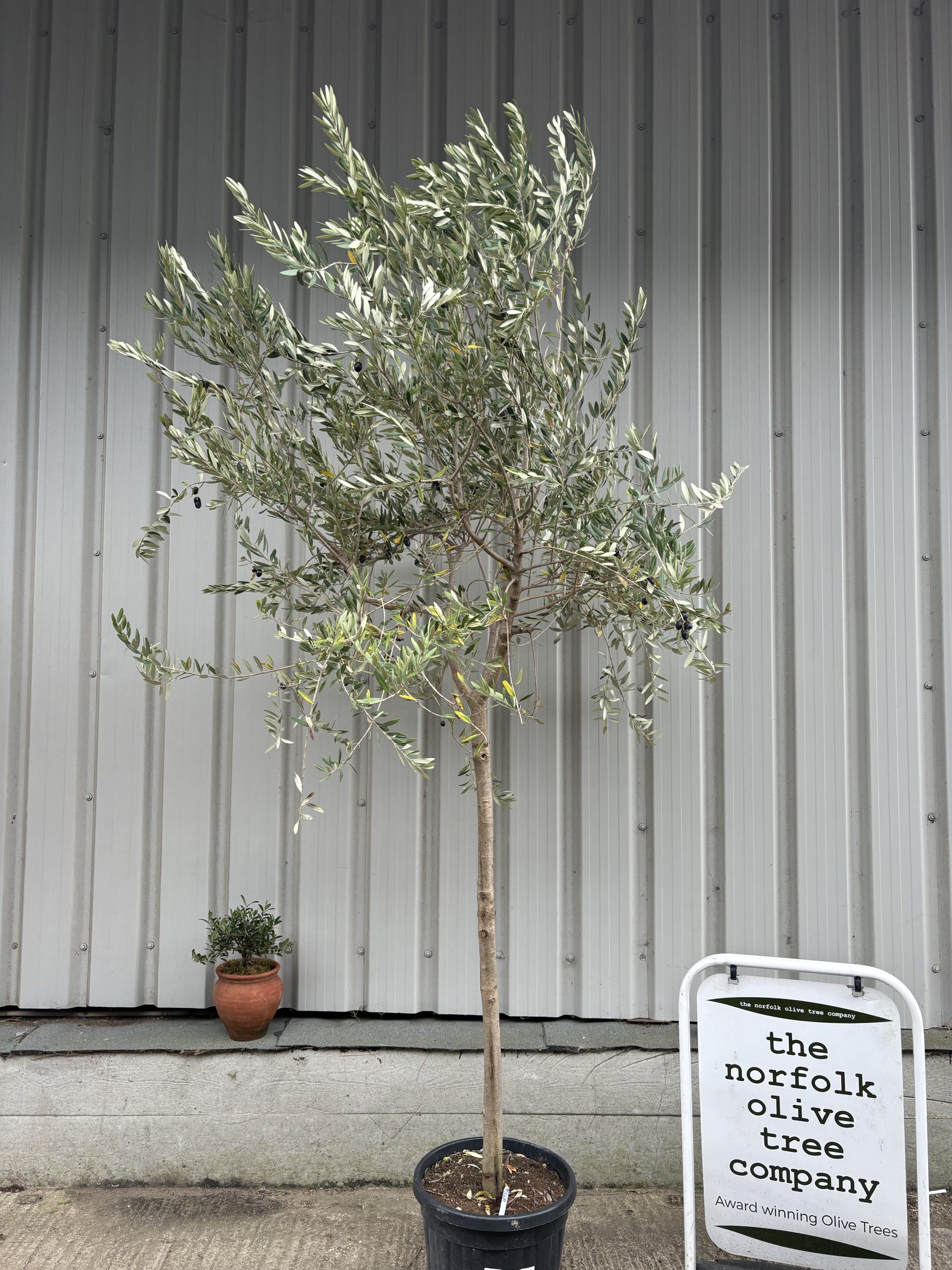 Open crown Olive Tree - free delivery - The Norfolk Olive Tree Company