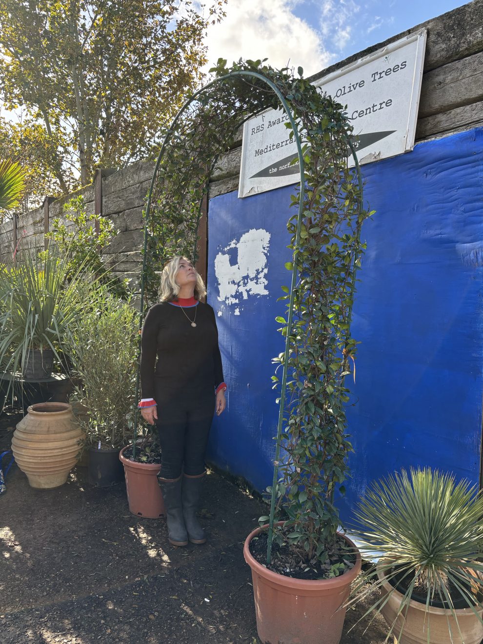 Topiary Jasmine arch - The Norfolk Olive Tree Company