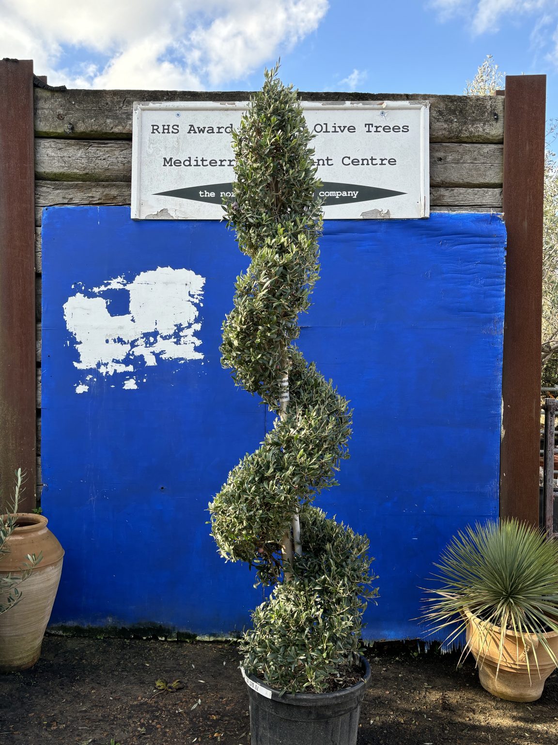 Spiral topiary Olive Tree - The Norfolk Olive Tree Company