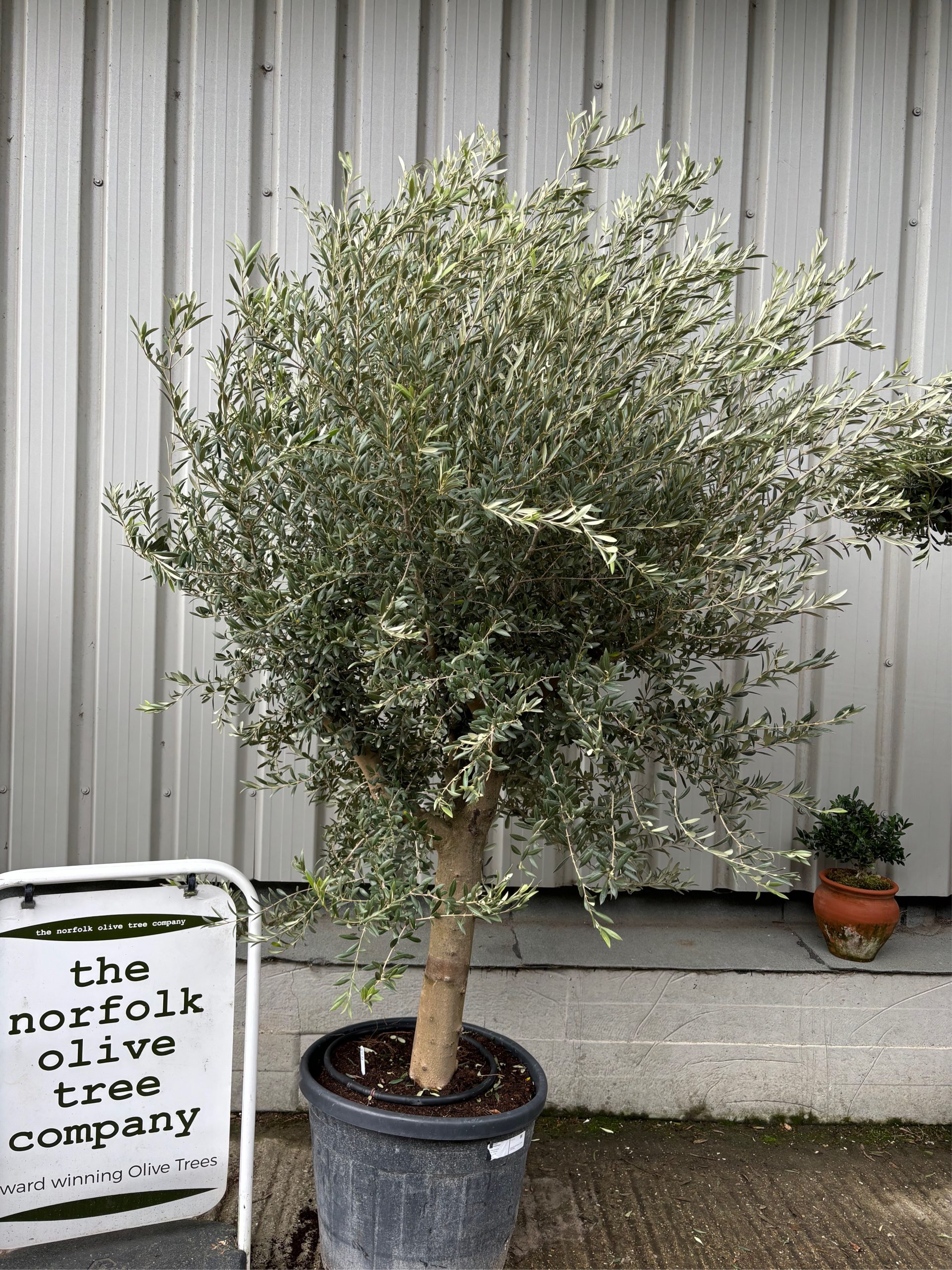 Bushy olive tree. Free delivery. - The Norfolk Olive Tree Company