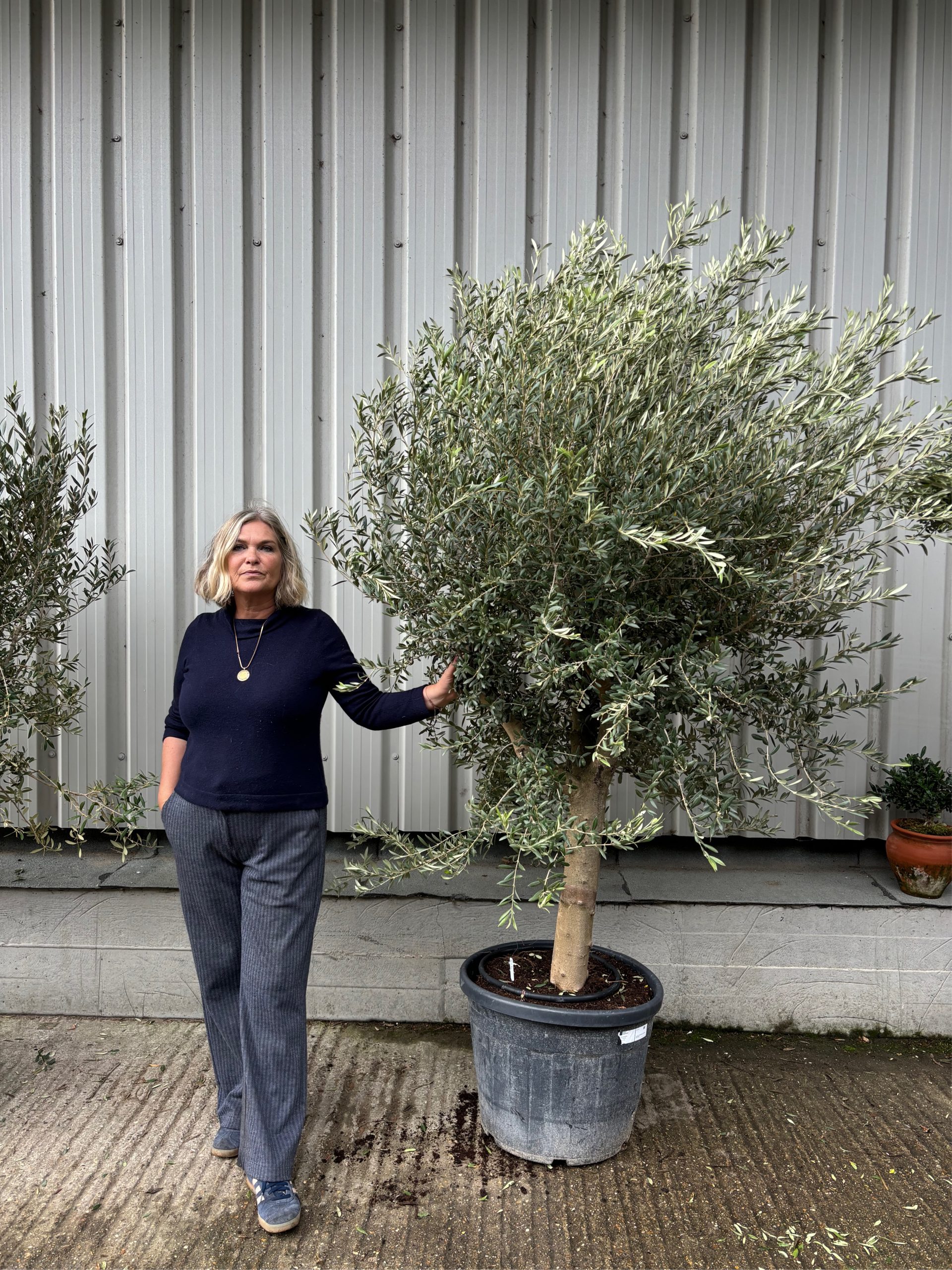 Bushy olive tree. Free delivery. - The Norfolk Olive Tree Company
