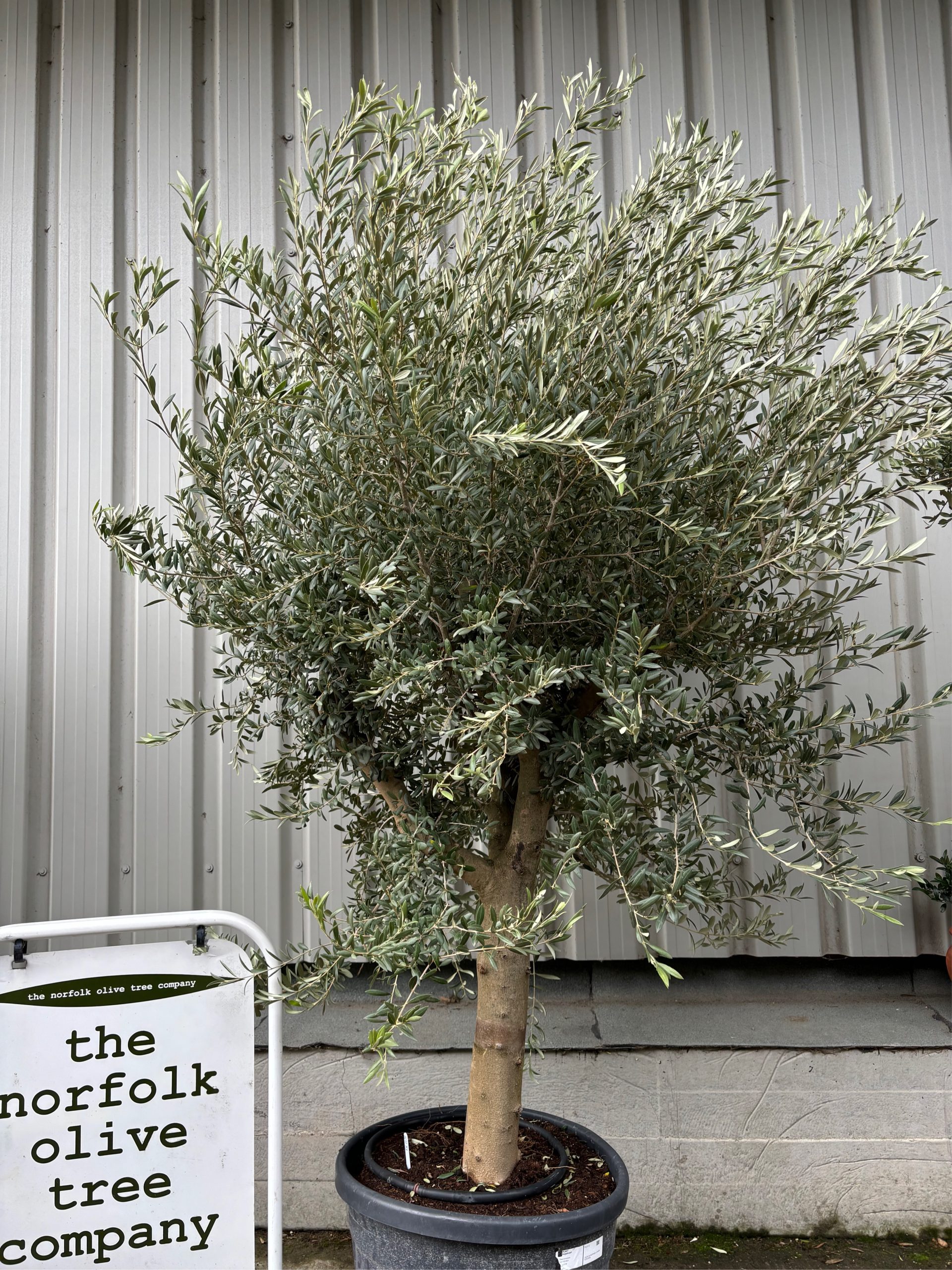 Bushy olive tree. Free delivery. - The Norfolk Olive Tree Company