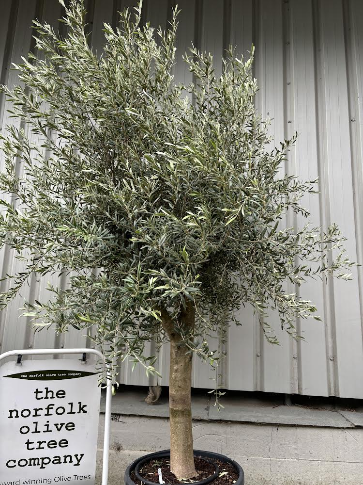Bushy olive tree. Free delivery. - The Norfolk Olive Tree Company