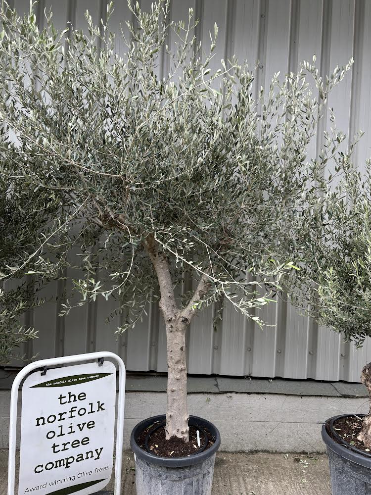 Smooth stem Olive tree inc delivery - The Norfolk Olive Tree Company