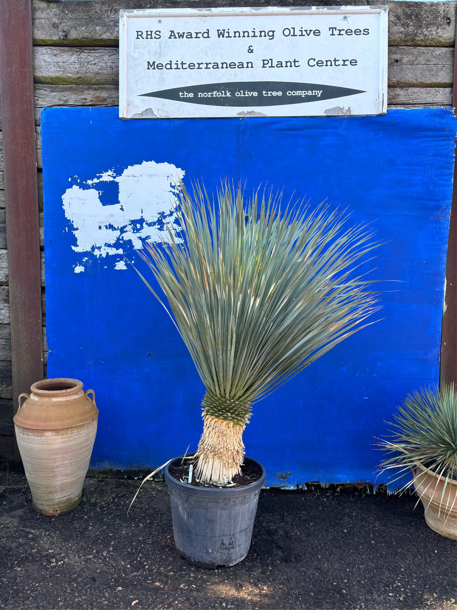 Tall Yucca Rostrata - The Norfolk Olive Tree Company