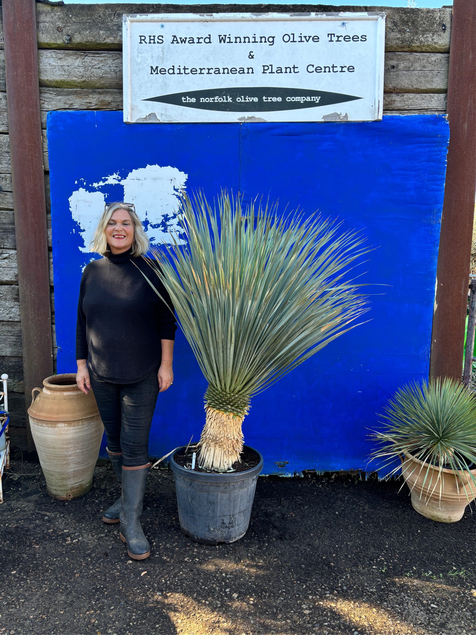 Tall Yucca Rostrata - The Norfolk Olive Tree Company