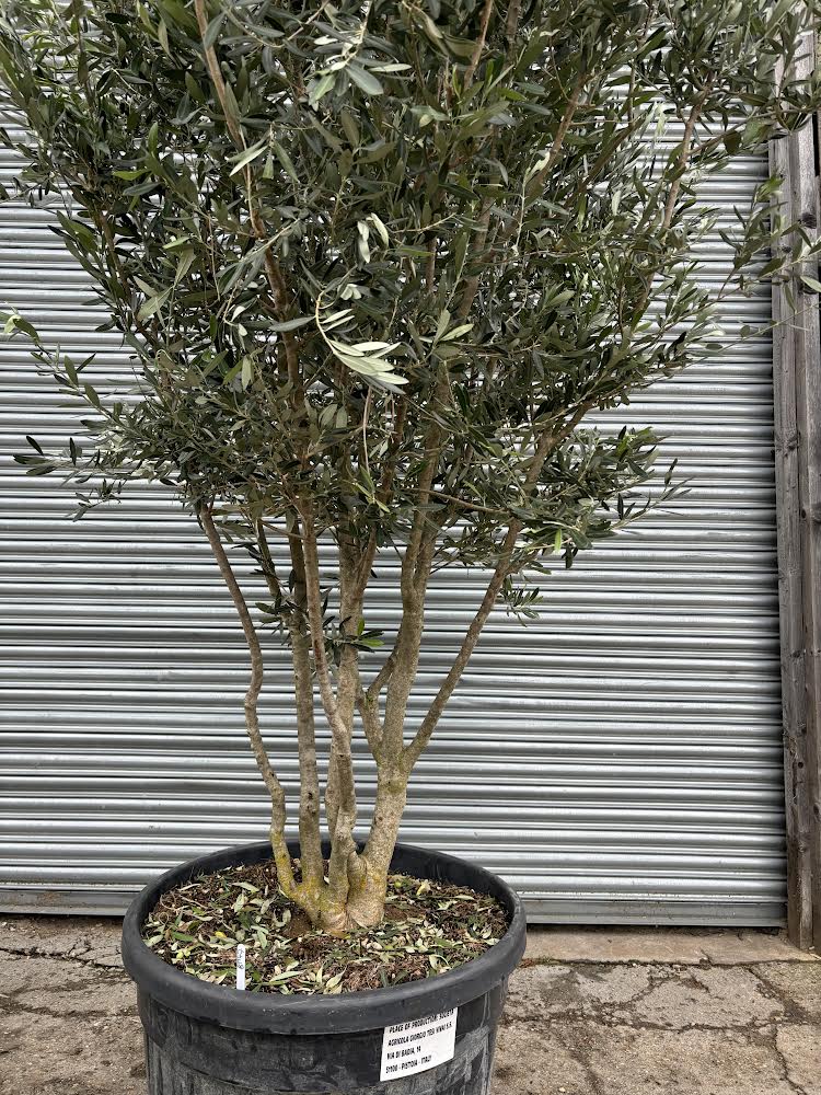 ‘Parachute’ pruned Italian Olive tree - The Norfolk Olive Tree Company