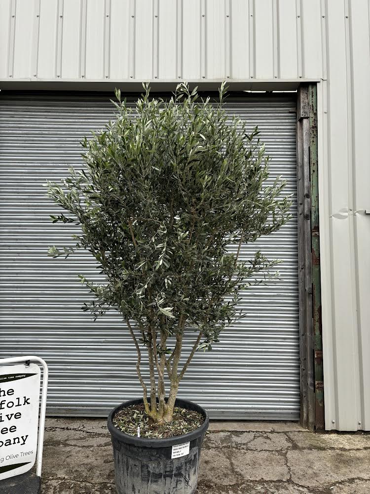 ‘Parachute’ pruned Italian Olive tree - The Norfolk Olive Tree Company