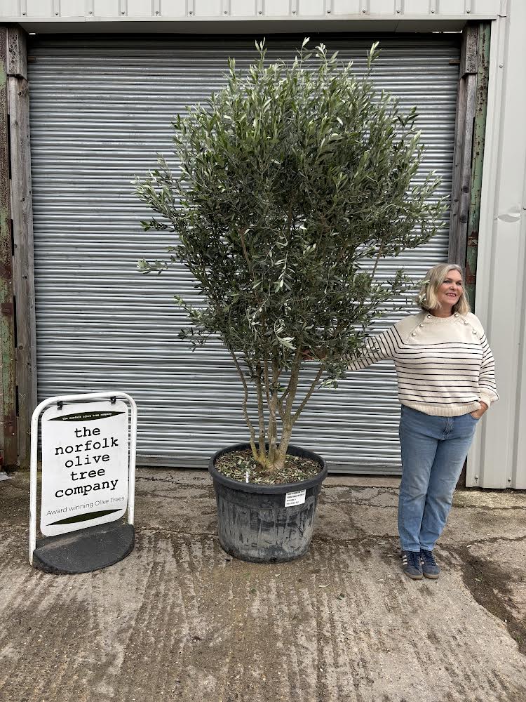 ‘Parachute’ pruned Italian Olive tree - The Norfolk Olive Tree Company