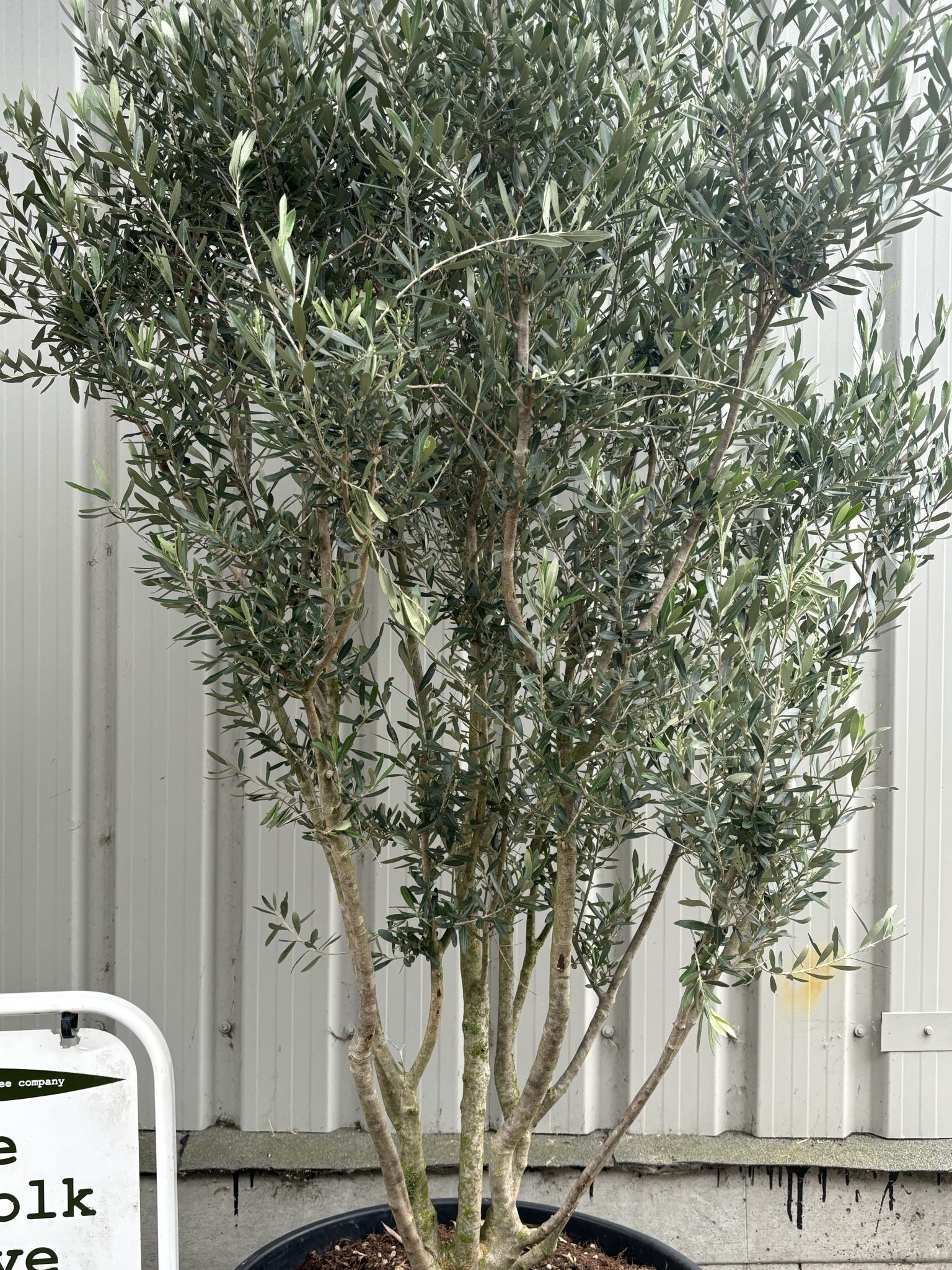 ‘Parachute’ pruned Italian Olive tree - The Norfolk Olive Tree Company
