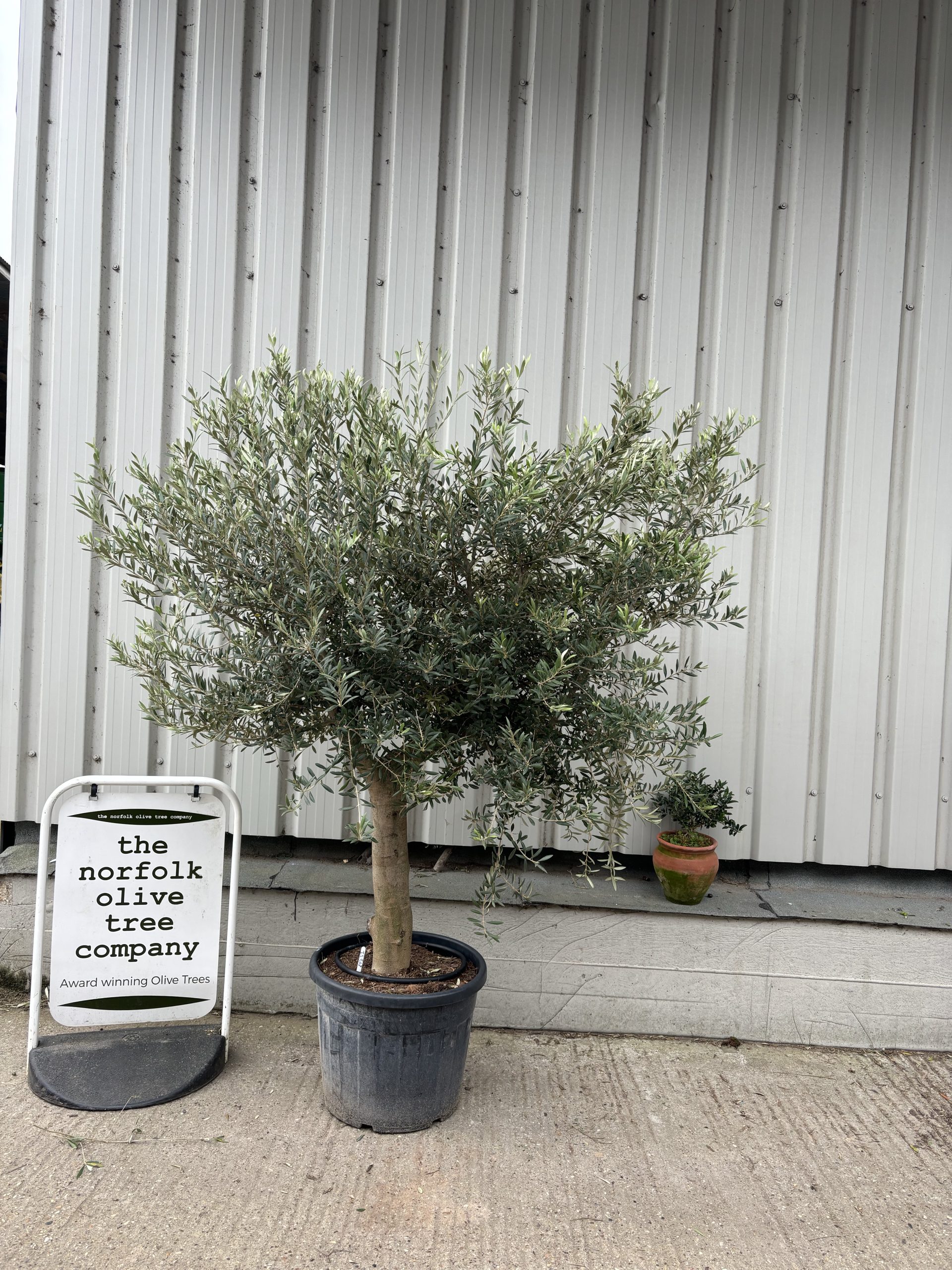 Hojiblanca Olive tree -delivery included - The Norfolk Olive Tree Company