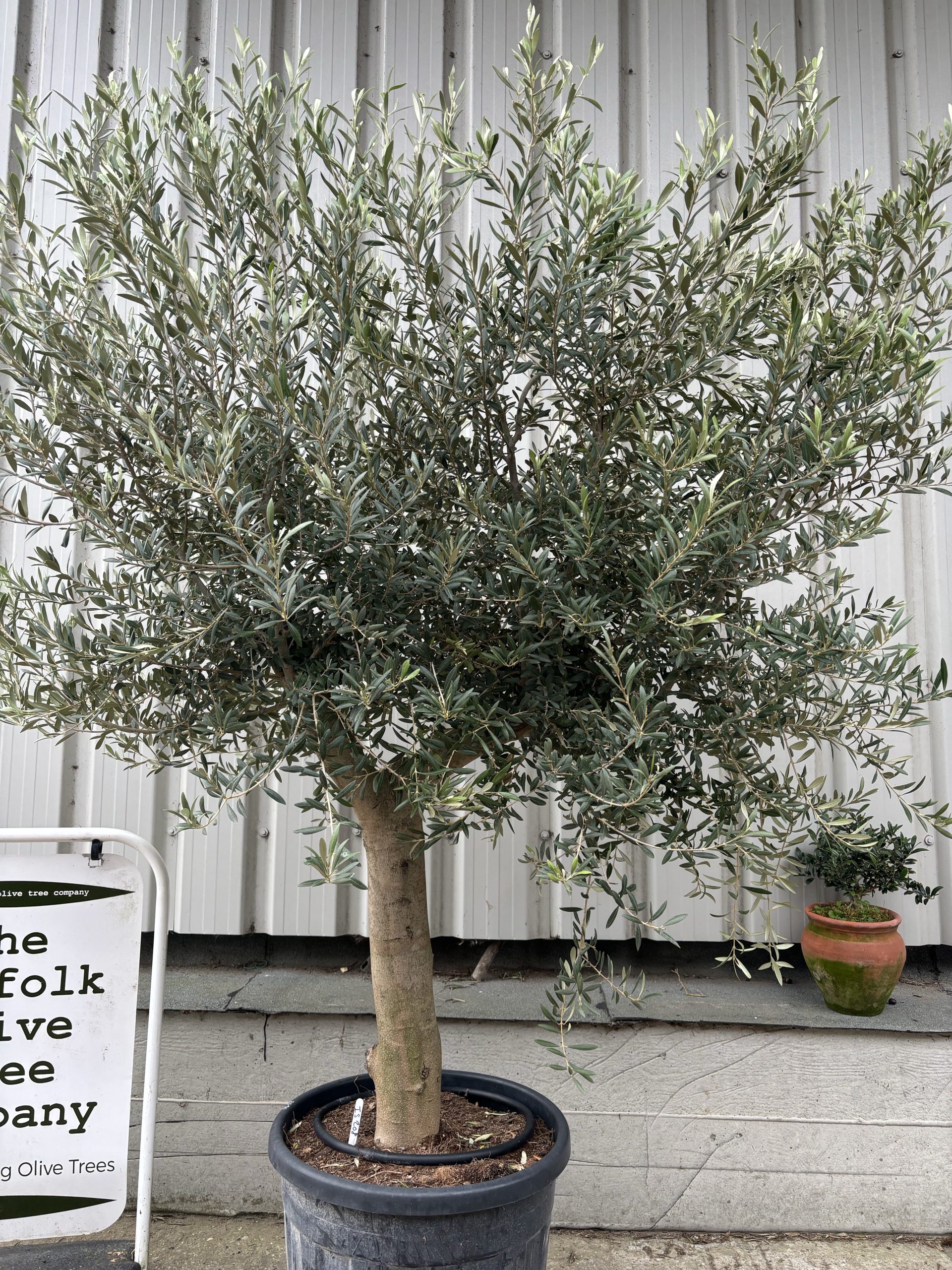 Hojiblanca Olive tree -delivery included - The Norfolk Olive Tree Company