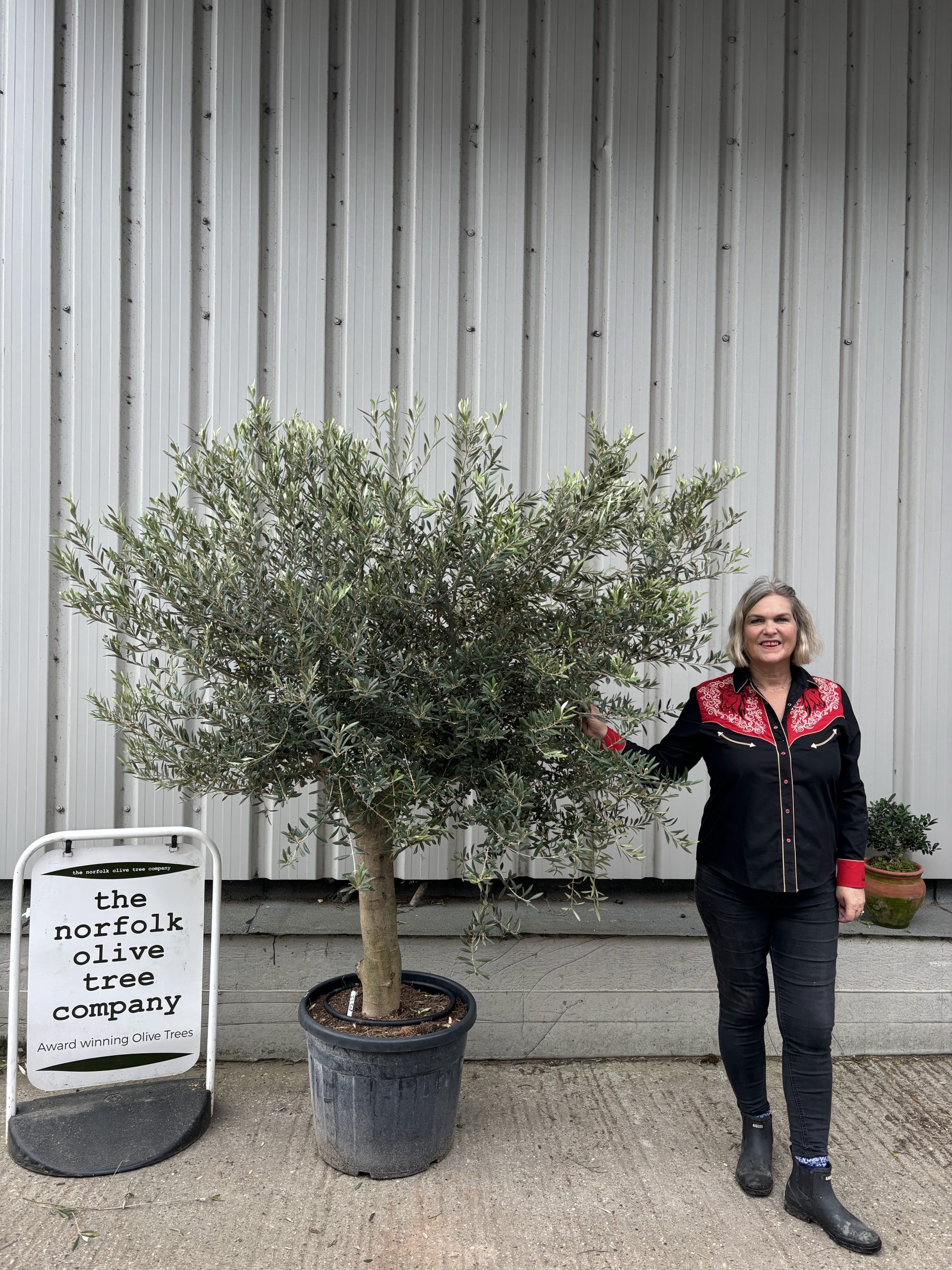 Hojiblanca Olive tree -delivery included - The Norfolk Olive Tree Company