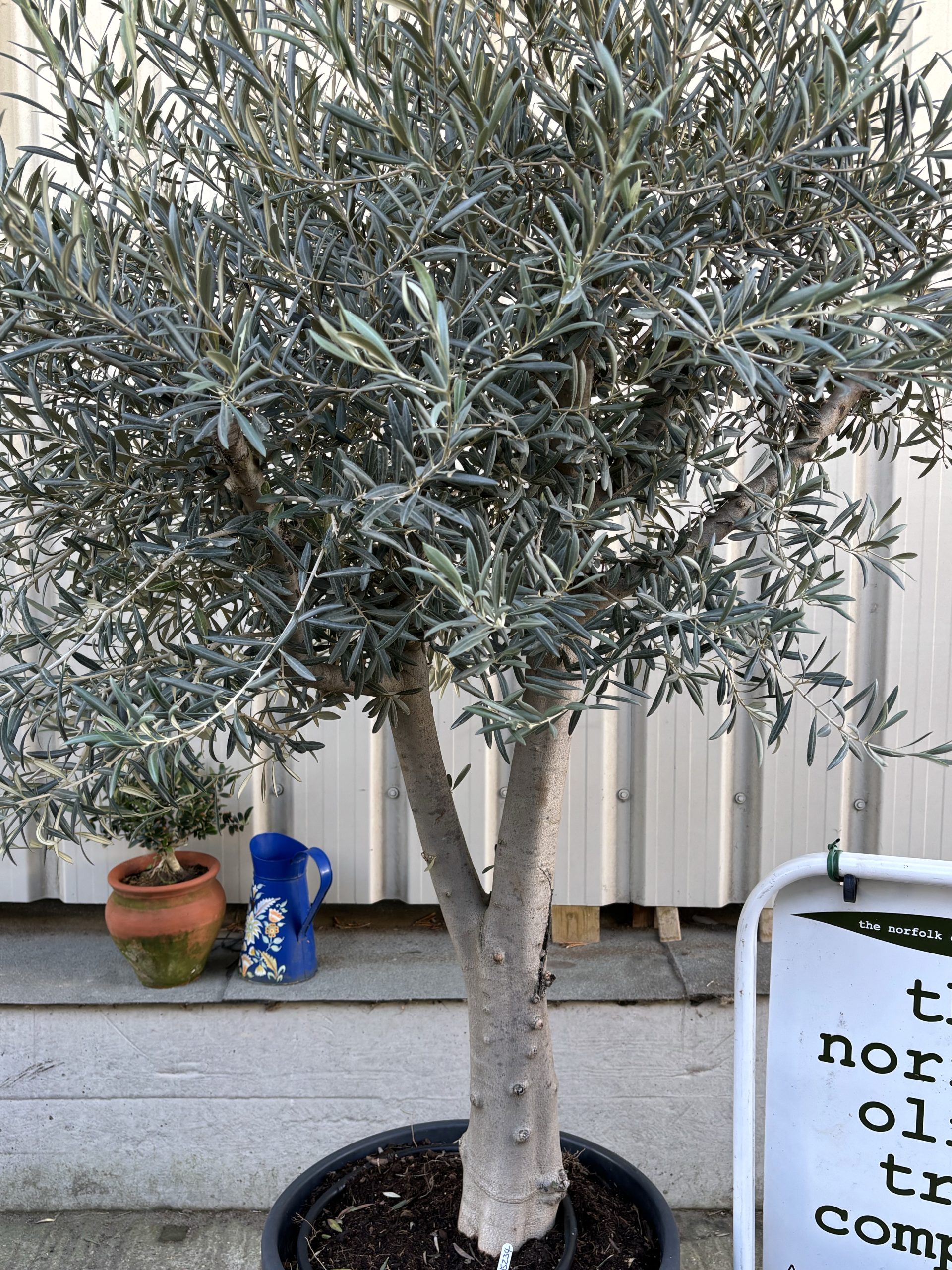 Arbequina olive tree. Free delivery. - The Norfolk Olive Tree Company