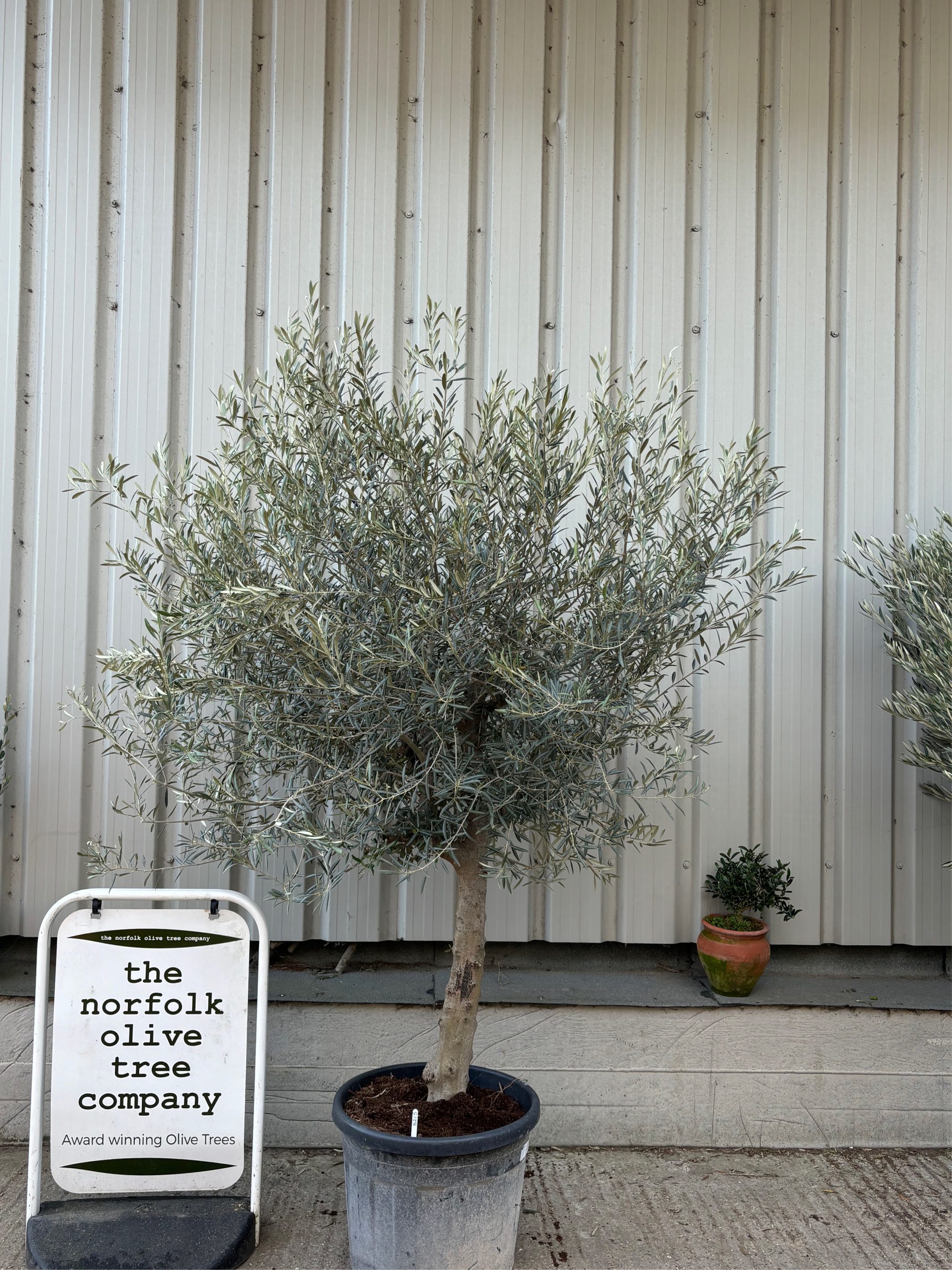 Gordal Olive tree - delivery included. - The Norfolk Olive Tree Company