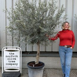 Recent arrivals - The Norfolk Olive Tree Company