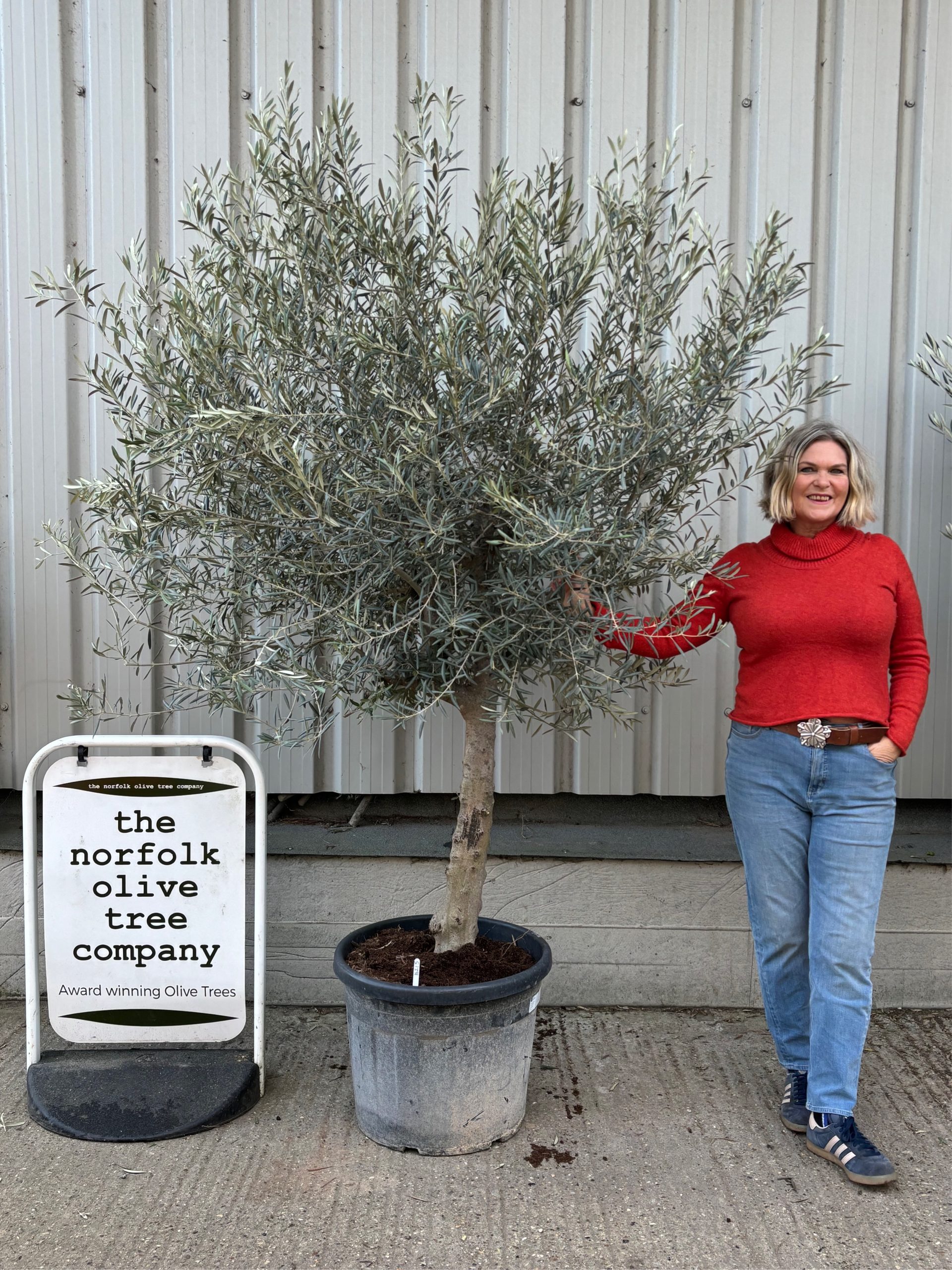 Gordal Olive tree - delivery included. - The Norfolk Olive Tree Company