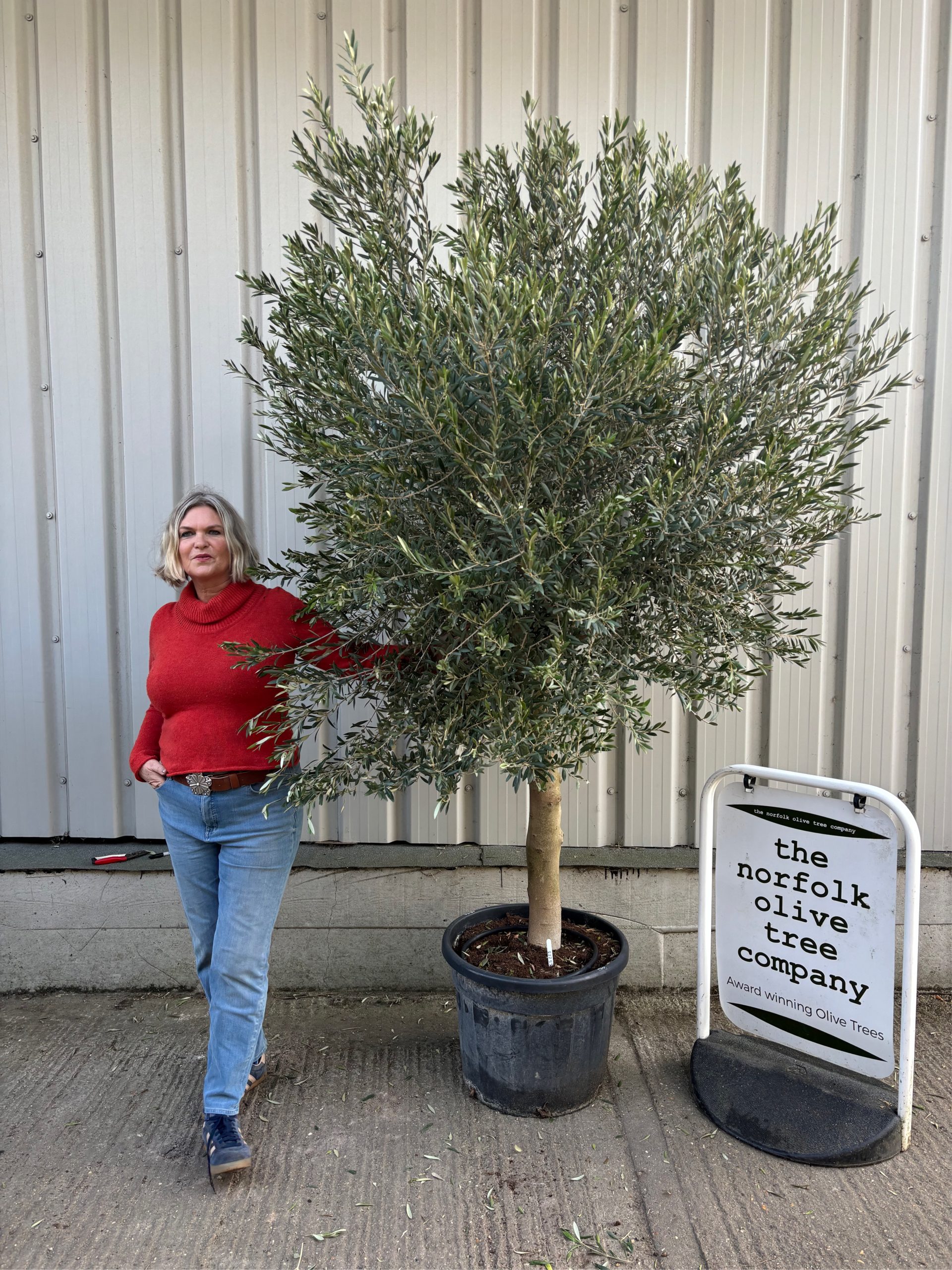 Smooth stem Olive tree- delivery included - The Norfolk Olive Tree Company