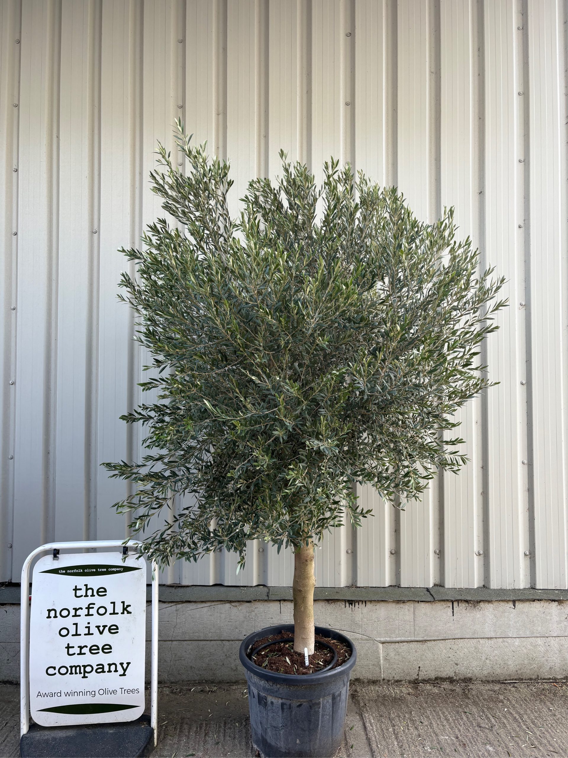 Smooth stem Olive tree- delivery included - The Norfolk Olive Tree Company