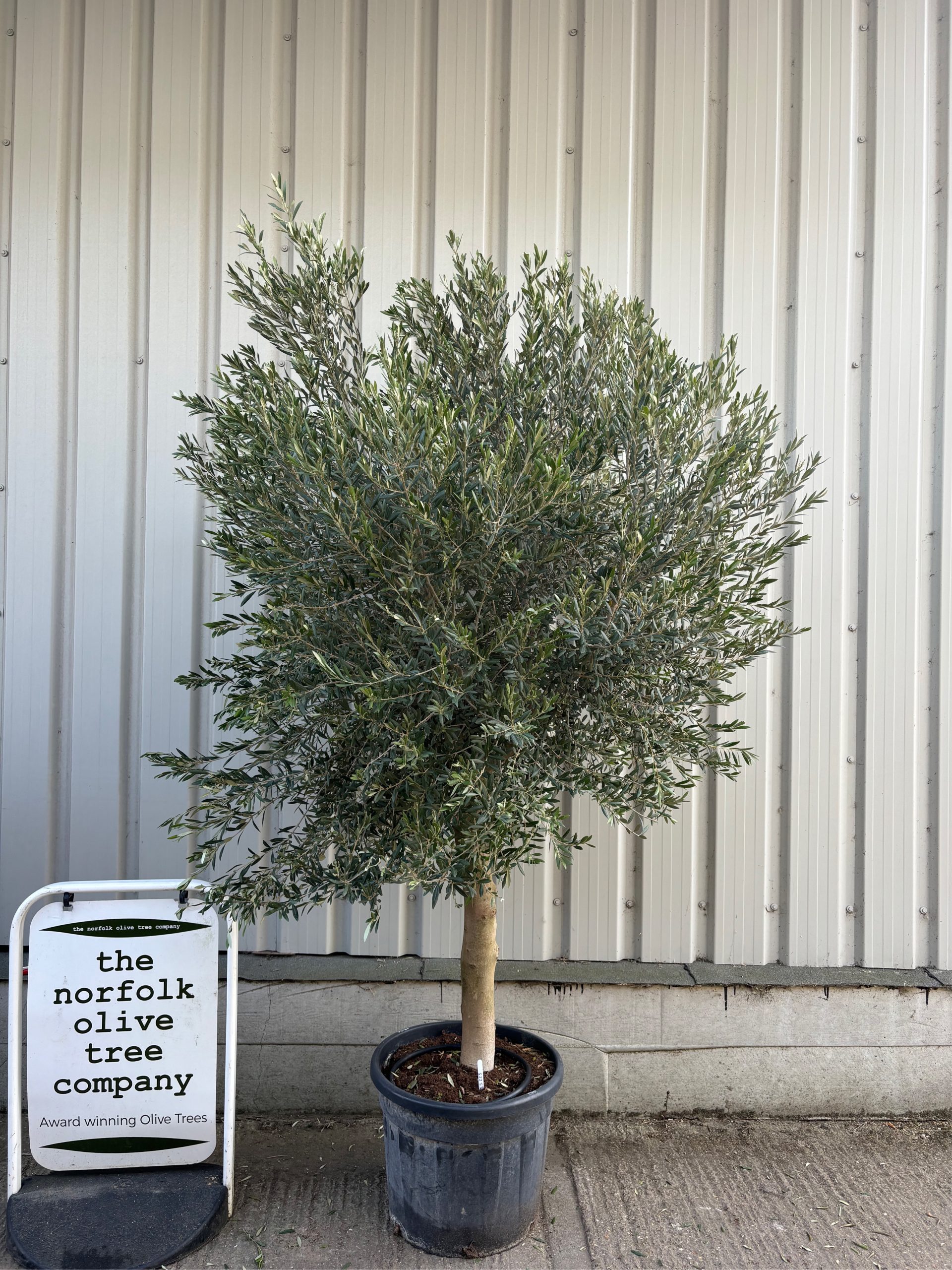 Smooth stem Olive tree- delivery included - The Norfolk Olive Tree Company