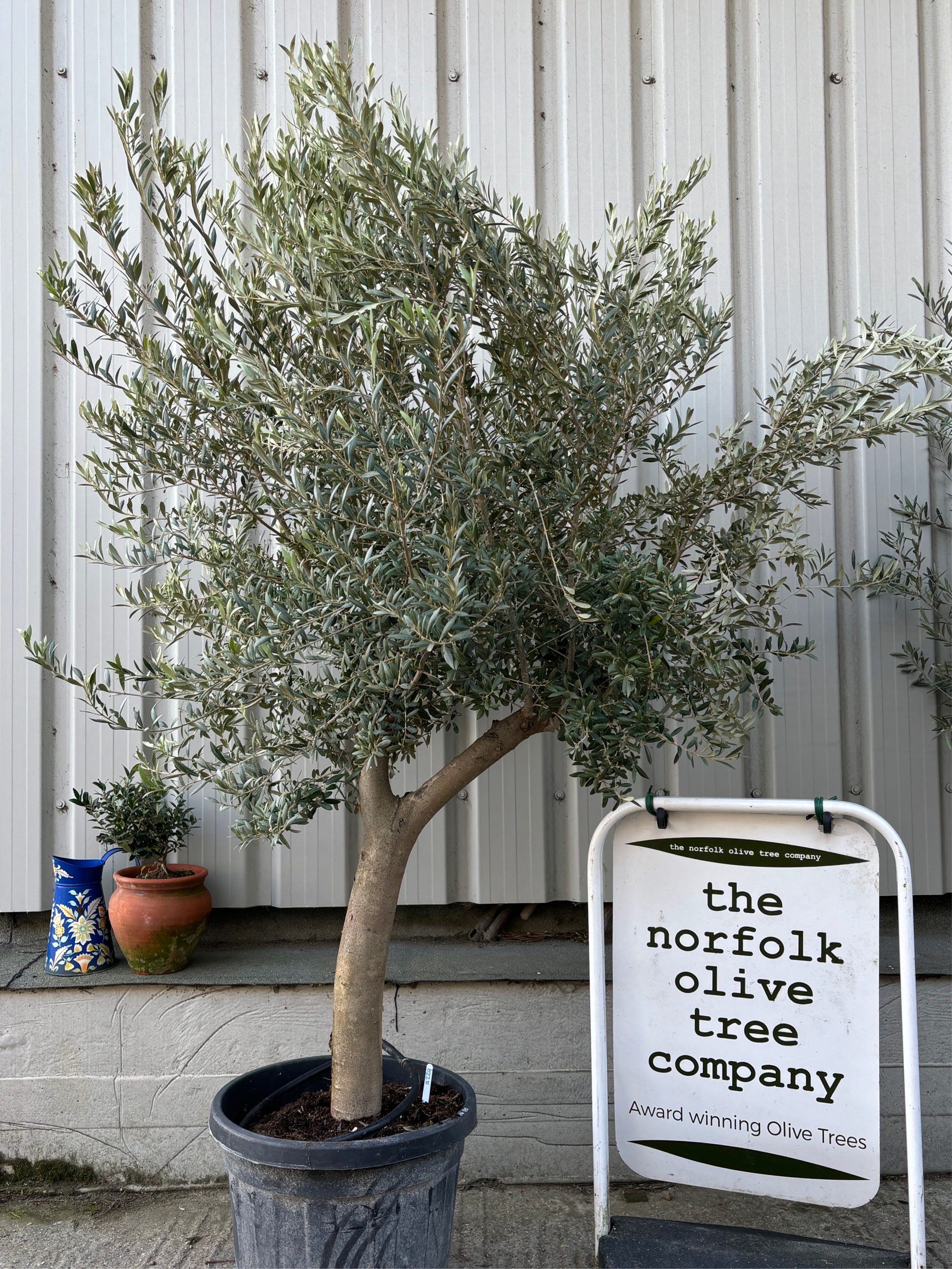 Arbequina olive tree. Free delivery. - The Norfolk Olive Tree Company