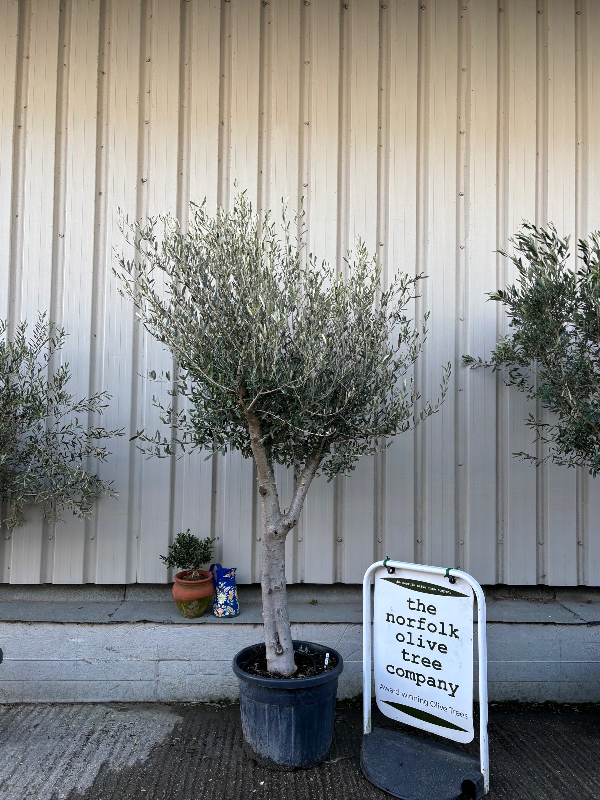 Arbequina olive tree. Free delivery. - The Norfolk Olive Tree Company