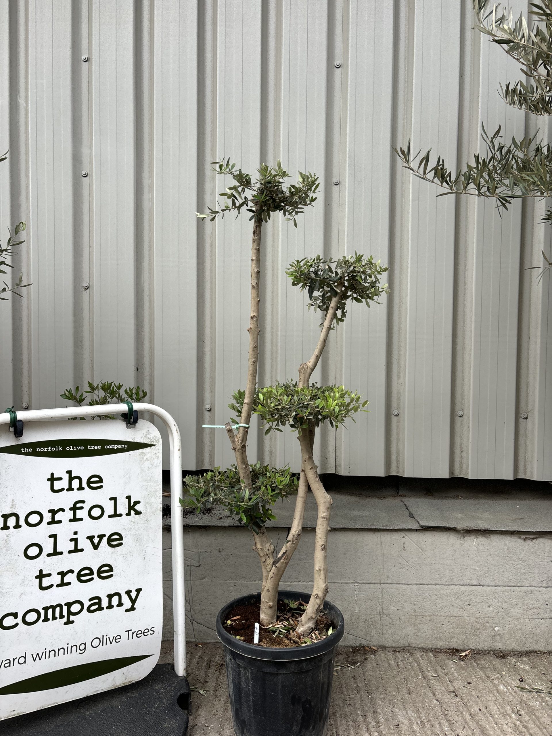 Niwaki cloud pruned Olive Tree - delivery included - The Norfolk Olive ...