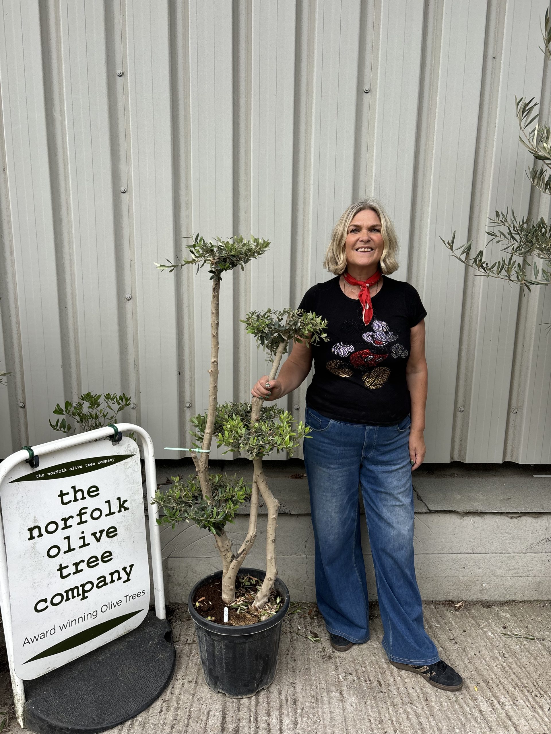 Niwaki cloud pruned Olive Tree - delivery included - The Norfolk Olive ...