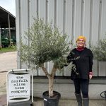 Recent arrivals - The Norfolk Olive Tree Company