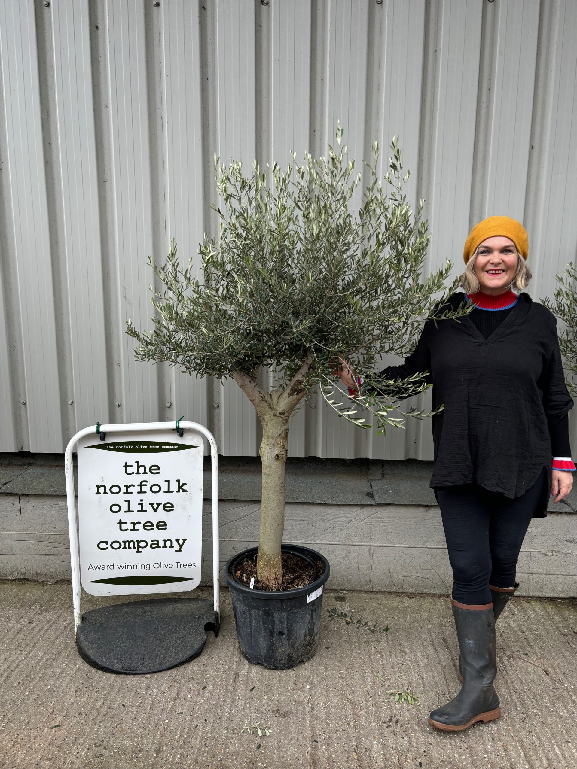 Arbequina Olive Tree Information – SNRTDE