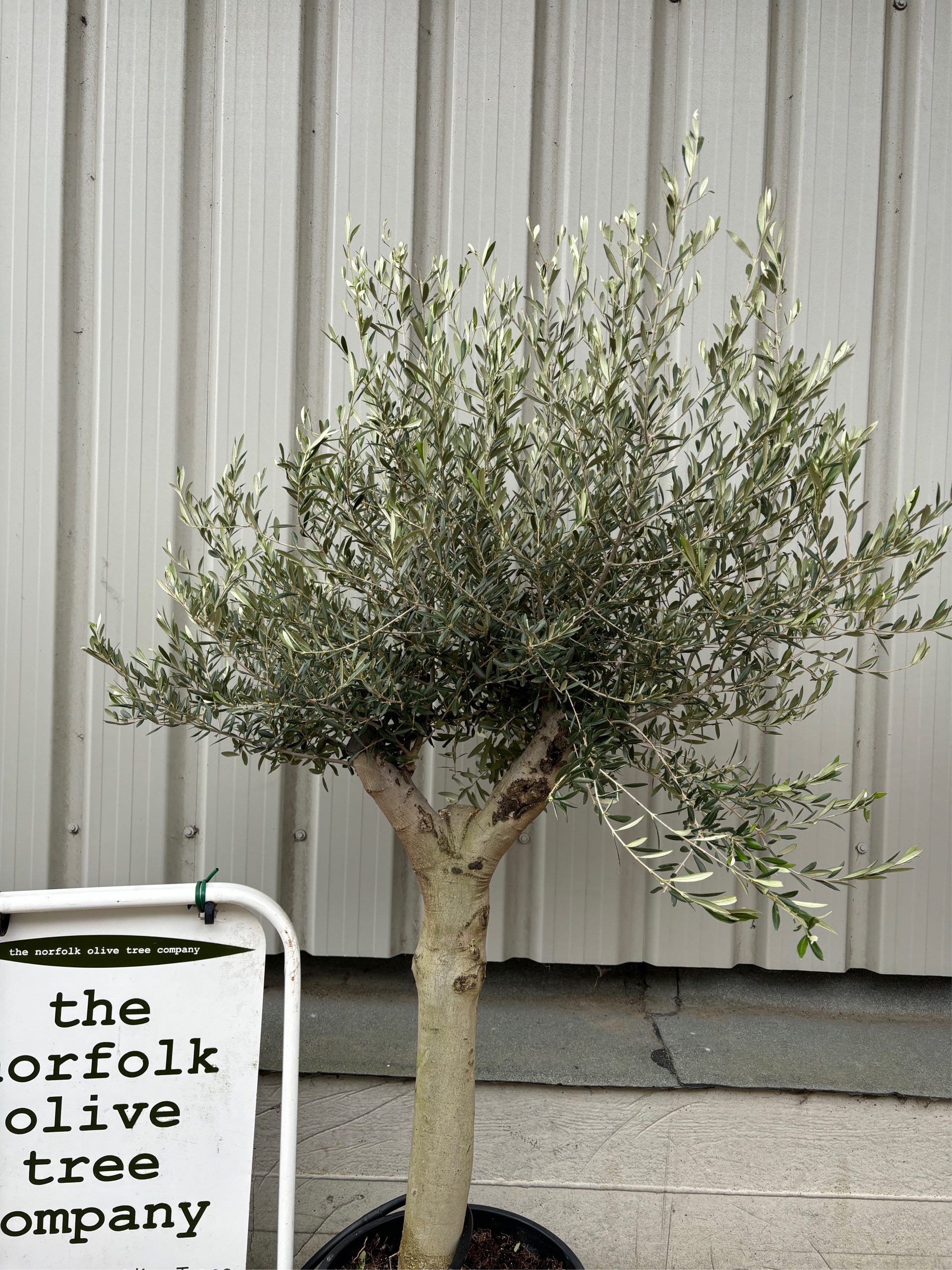 Arbequina olive tree. Free delivery. - The Norfolk Olive Tree Company