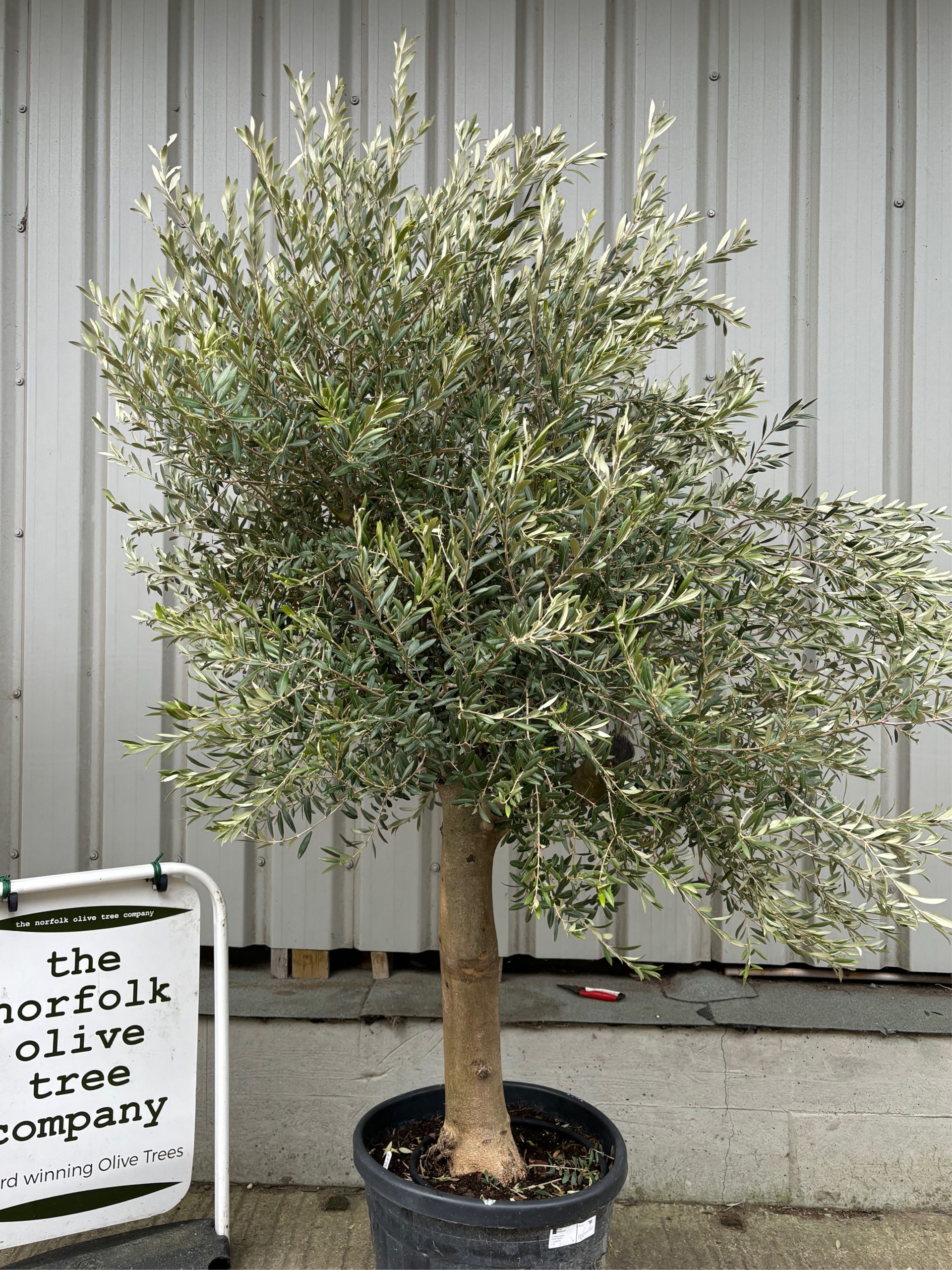 Smooth stem Olive tree- delivery included - The Norfolk Olive Tree Company