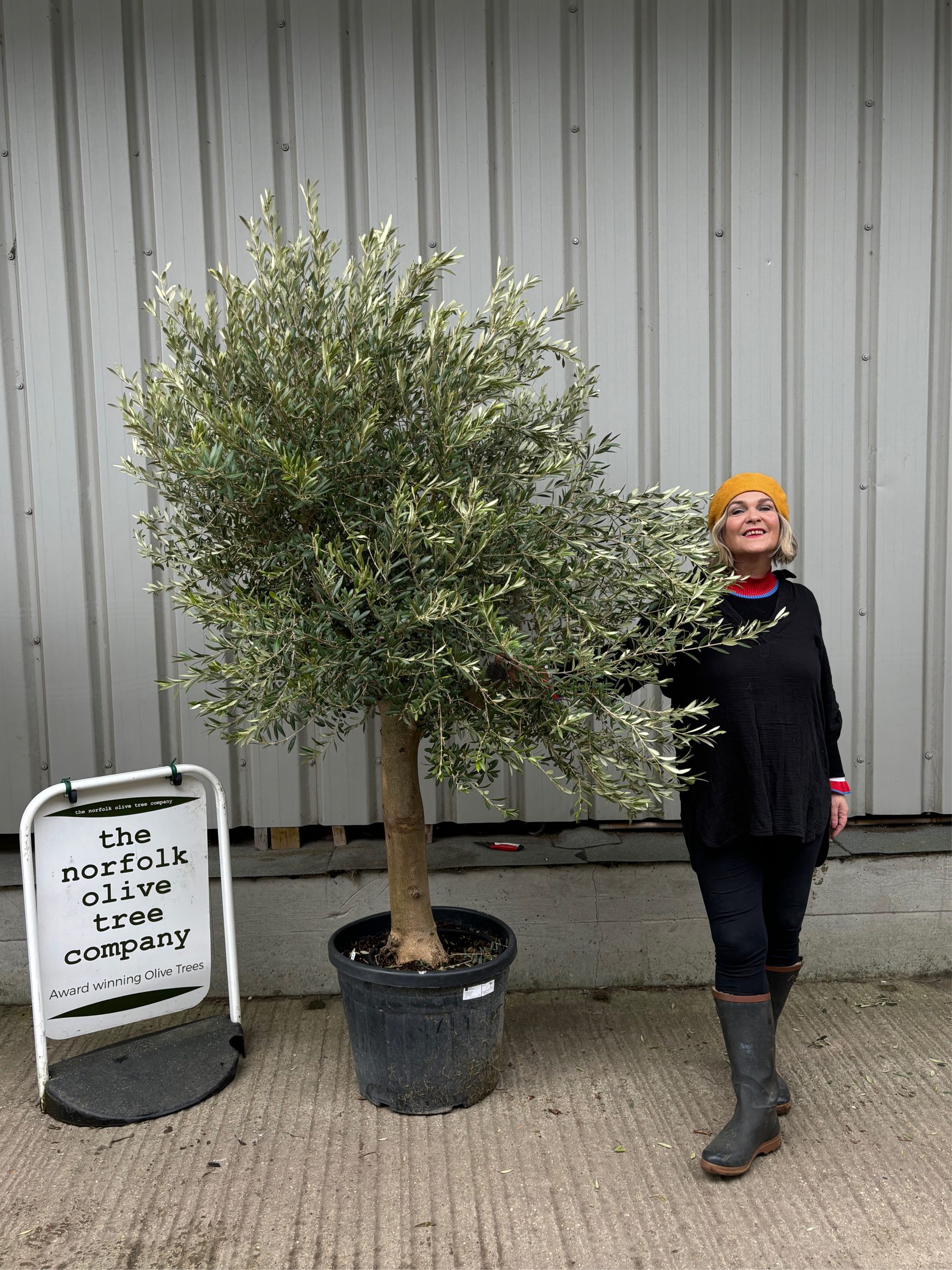 Smooth stem Olive tree- delivery included - The Norfolk Olive Tree Company