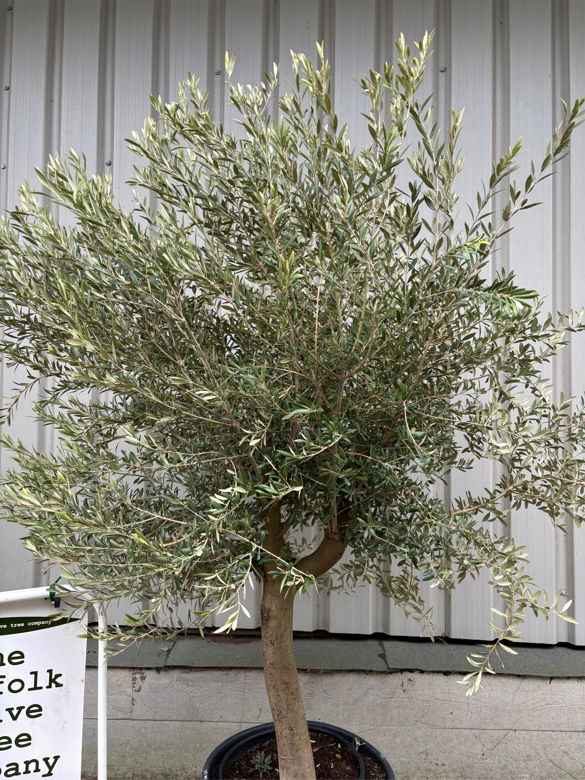 Smooth stem Olive tree- delivery included - The Norfolk Olive Tree Company