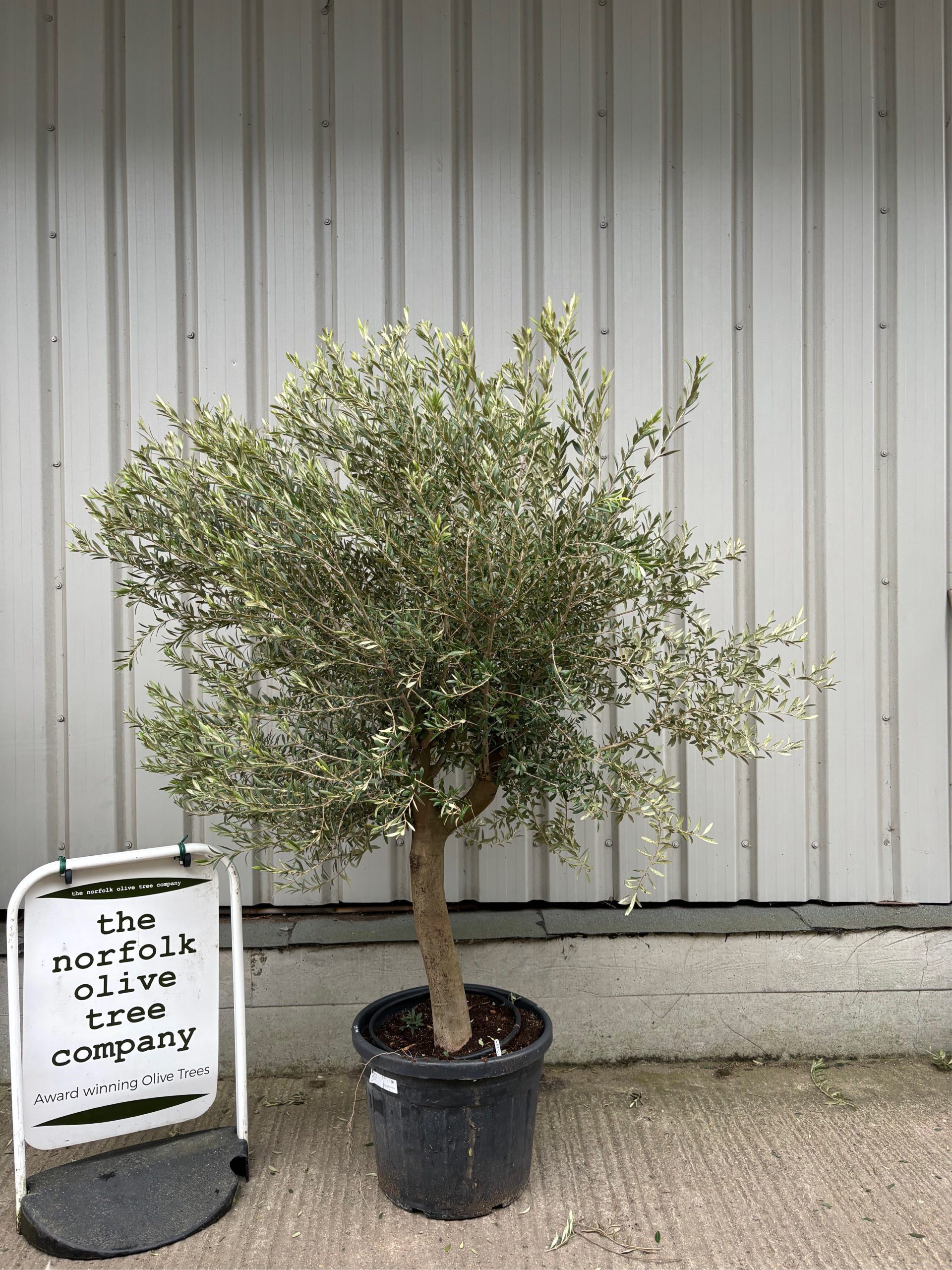 Smooth stem Olive tree- delivery included - The Norfolk Olive Tree Company
