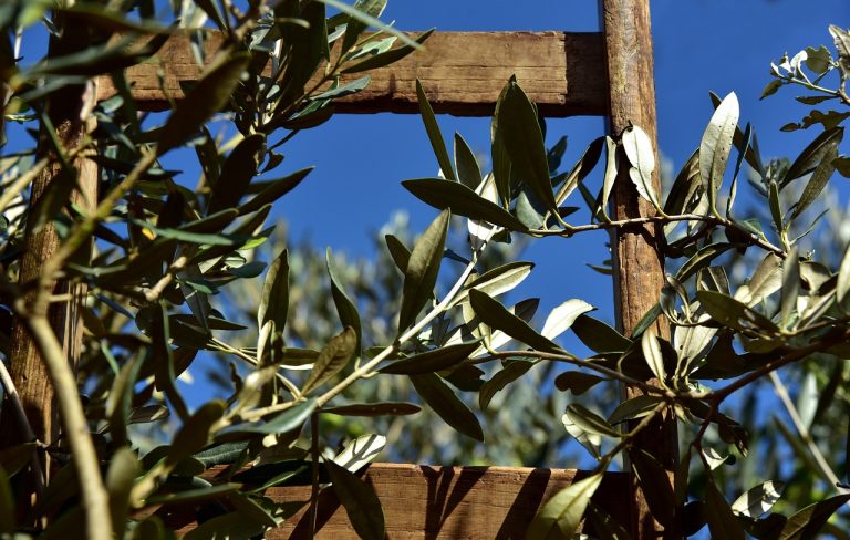 FAQ: How to Care for Olive Trees Over Winter in England - The Norfolk ...