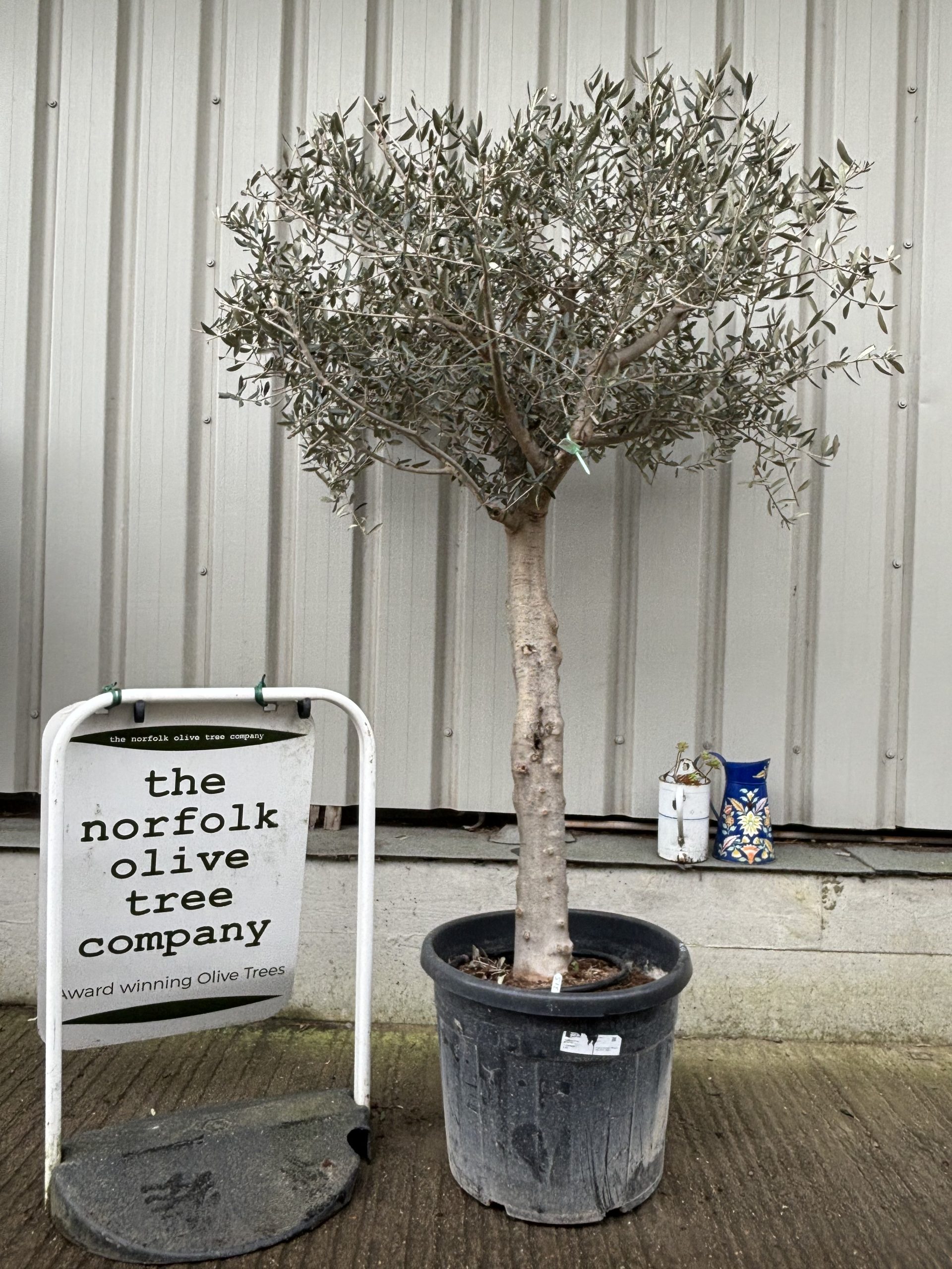 Chelsea Olive tree delivery included. - The Norfolk Olive Tree Company