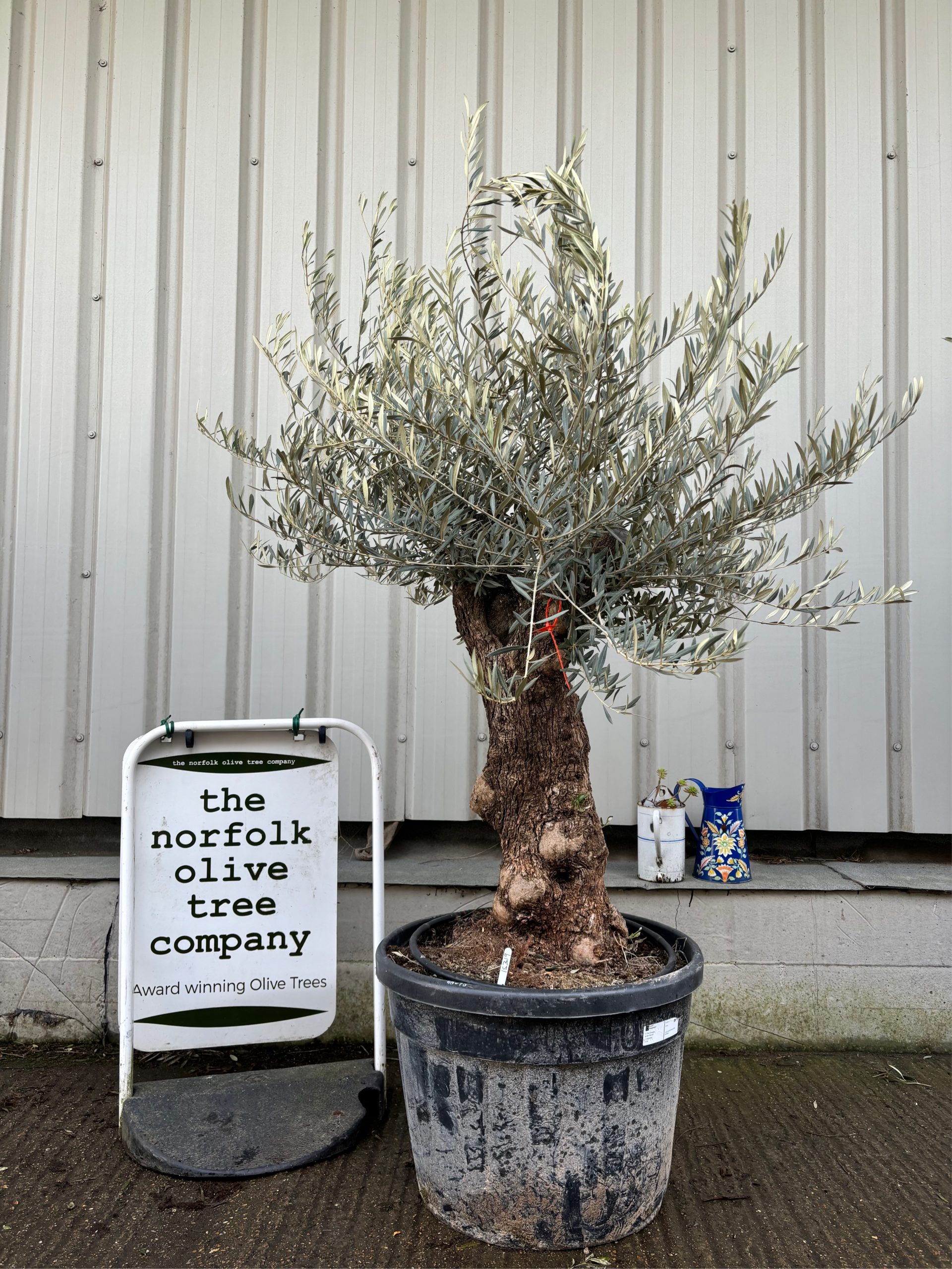 Small gnarled Olive tree - The Norfolk Olive Tree Company