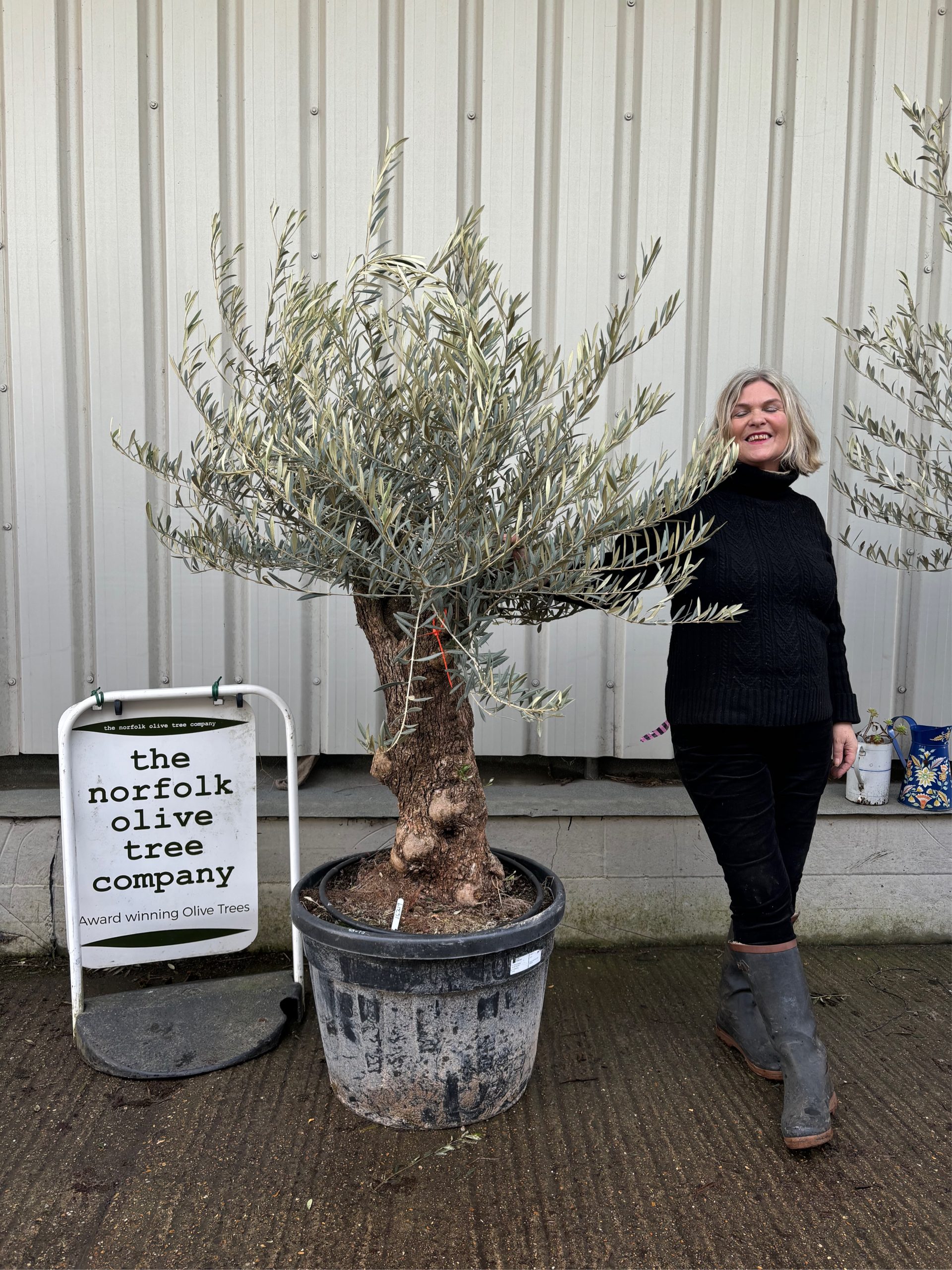 Small gnarled Olive tree - The Norfolk Olive Tree Company