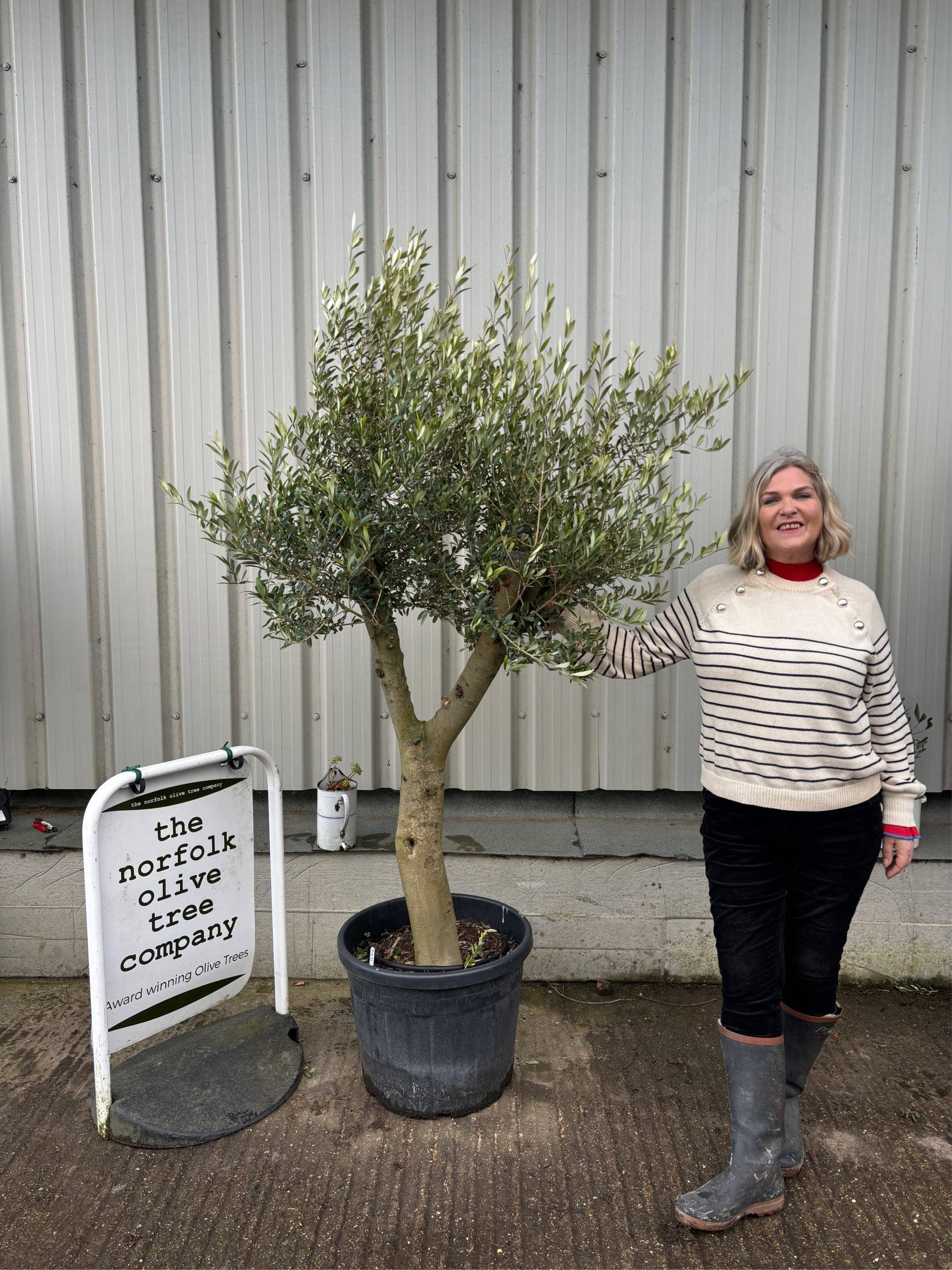 Vase shaped Olive tree delivery included - The Norfolk Olive Tree Company