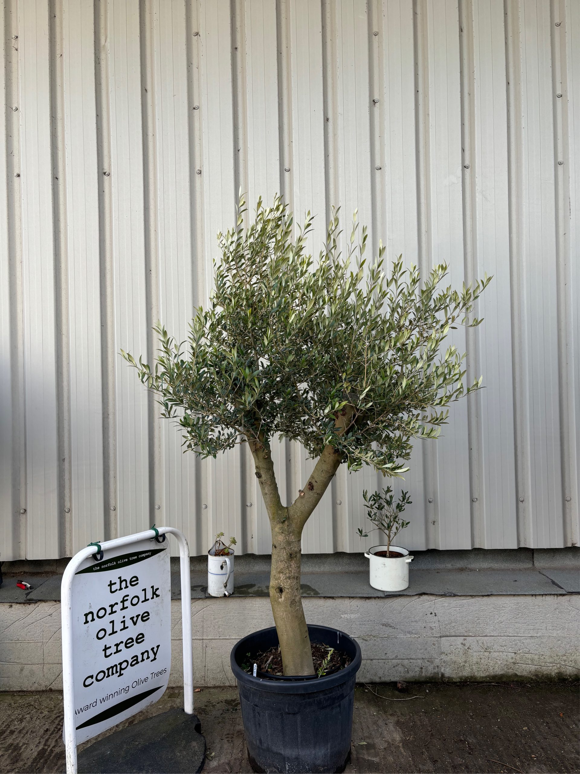 Vase shaped Olive tree delivery included - The Norfolk Olive Tree Company