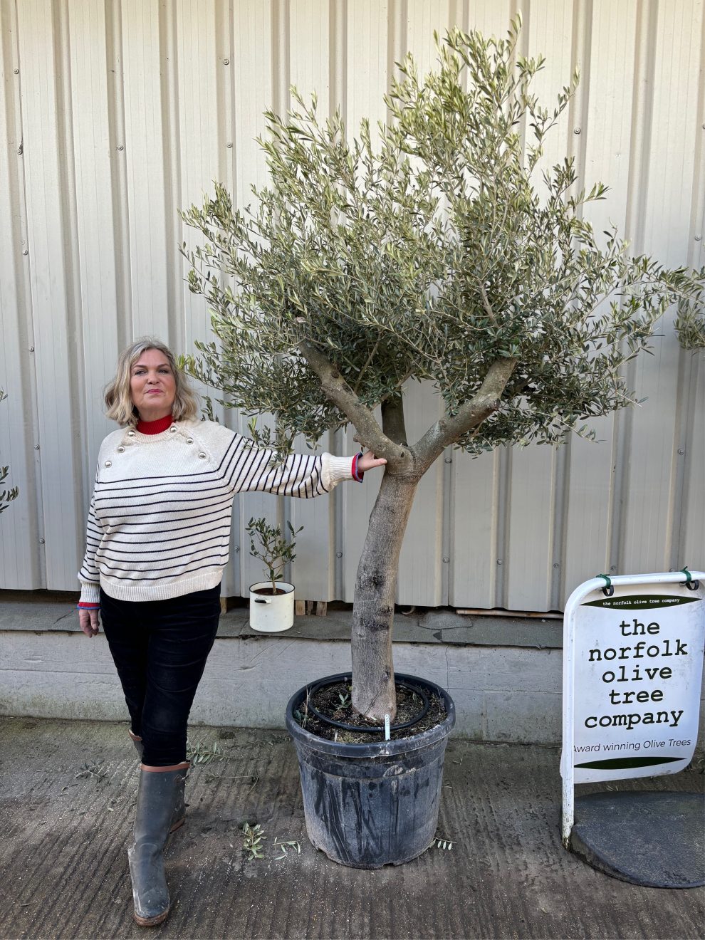 Large Olive tree in pot. - The Norfolk Olive Tree Company