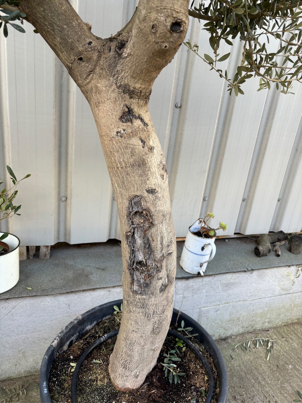 Large Olive tree in pot. - The Norfolk Olive Tree Company