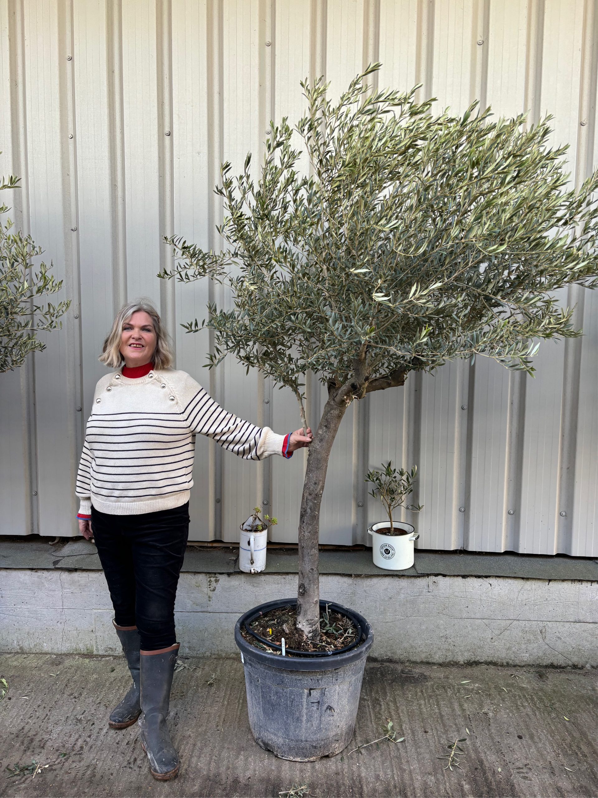 Mature Olive tree for sale. Delivery included. - The Norfolk Olive Tree ...