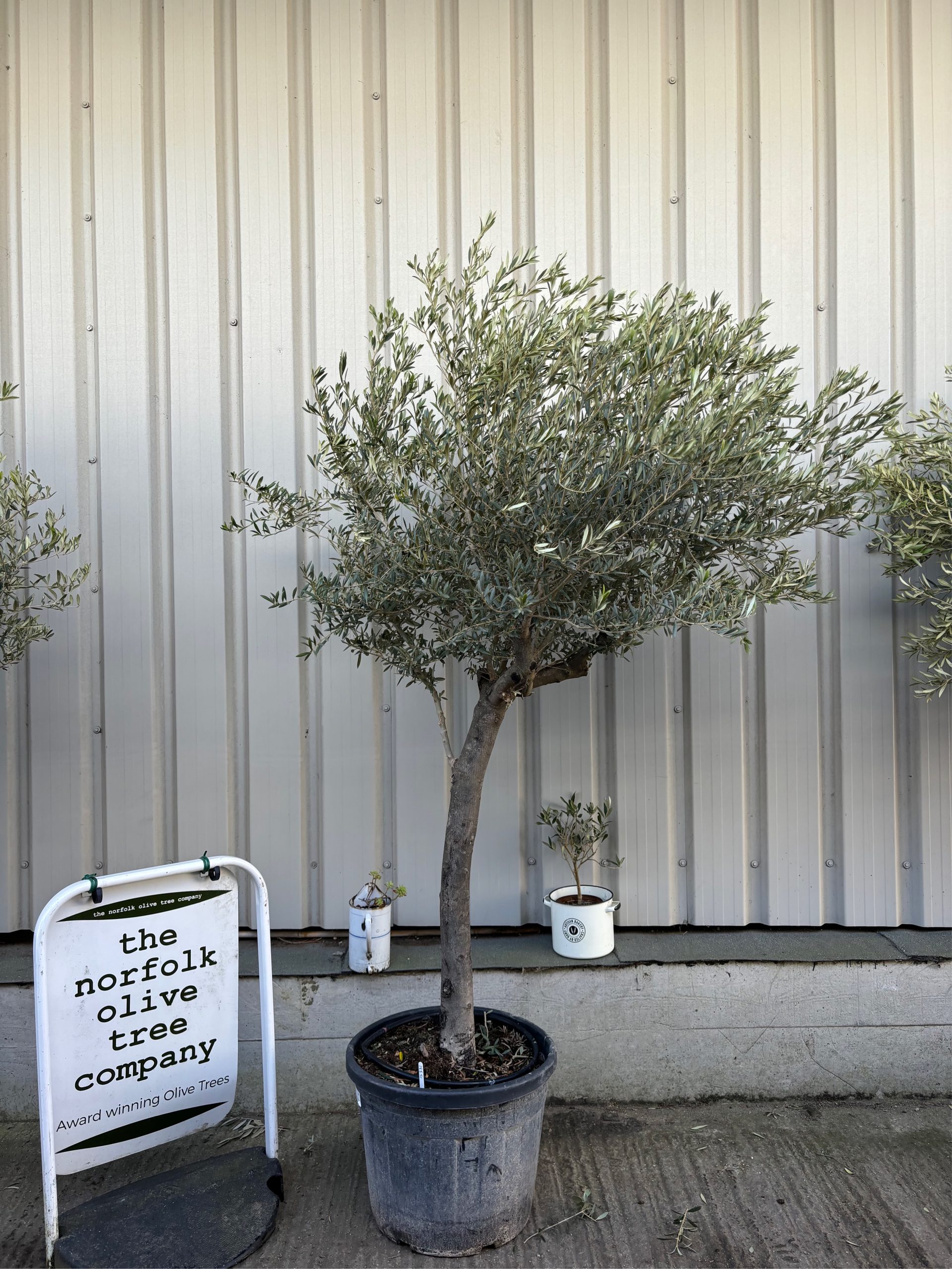 Mature Olive tree for sale. Delivery included. - The Norfolk Olive Tree ...