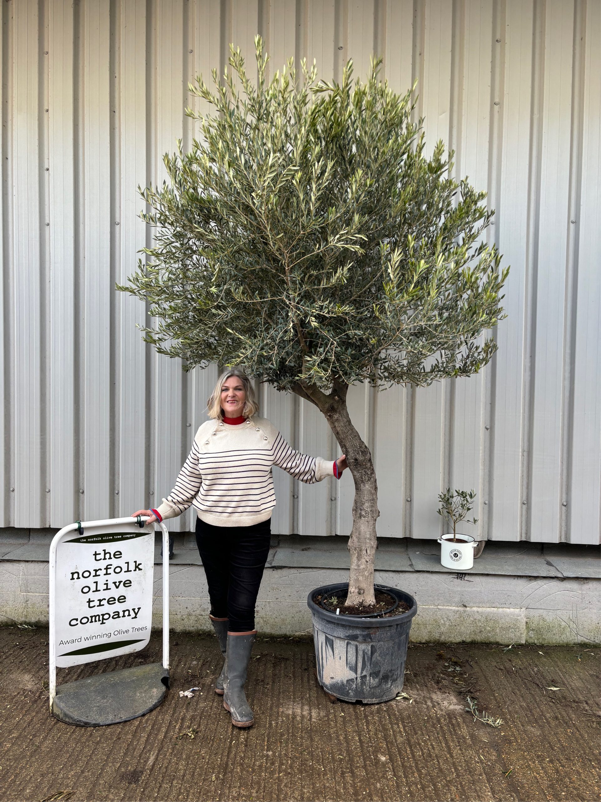 Tall Olive Tree for Sale – Mature & Hardy Olea Europaea - The Norfolk ...